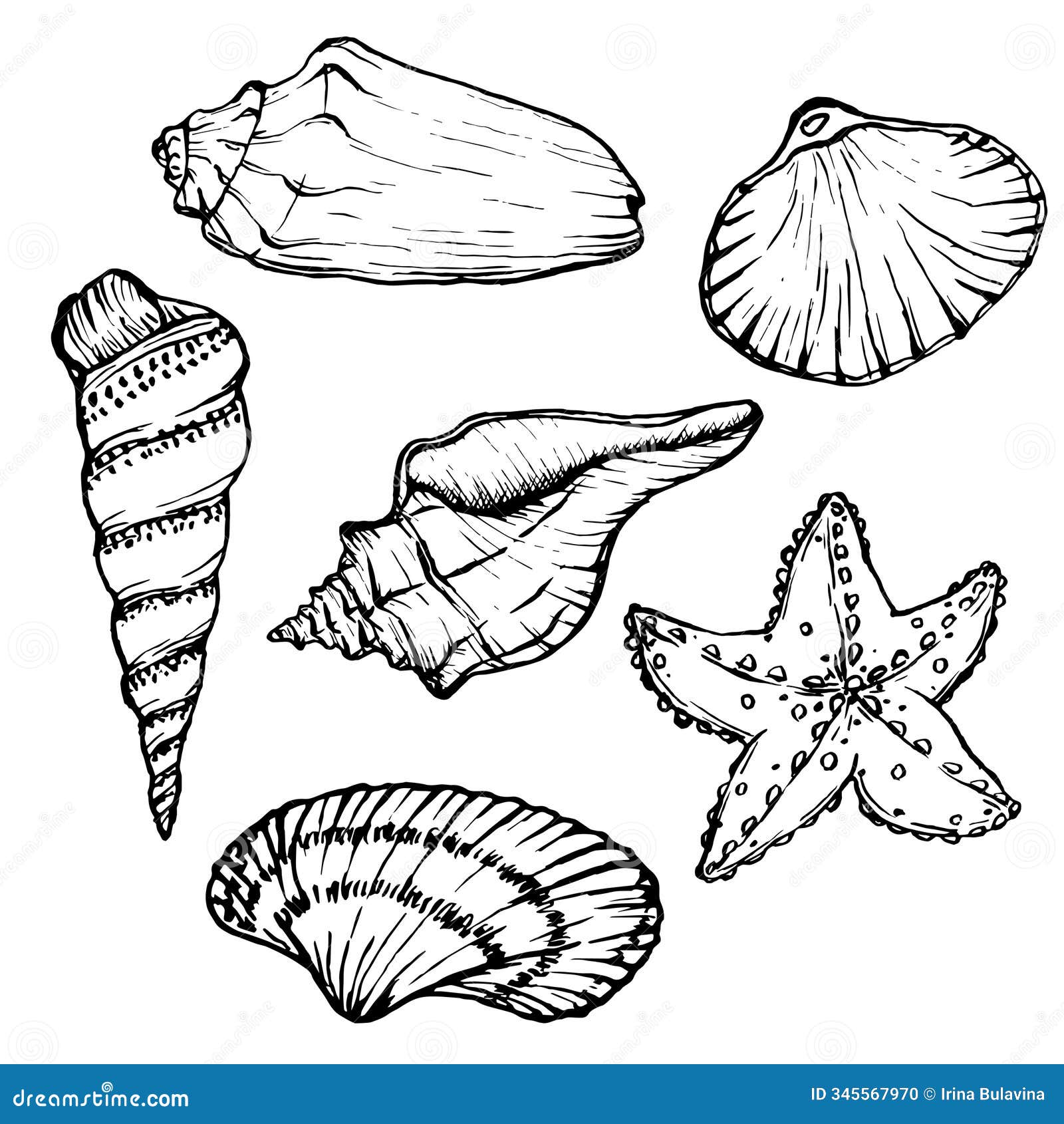 Seashells Vector Illustration Collection. Underwater Shells and ...
