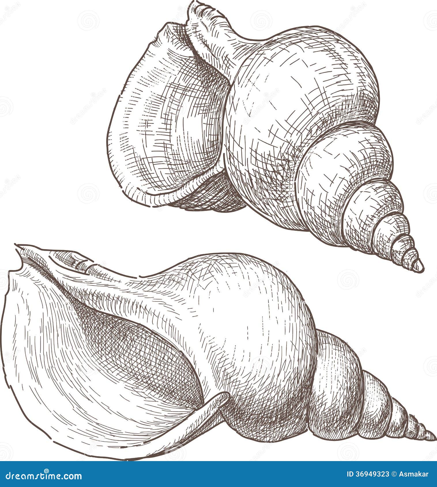 Seashells stock vector. Illustration of seashell, queen - 36949323