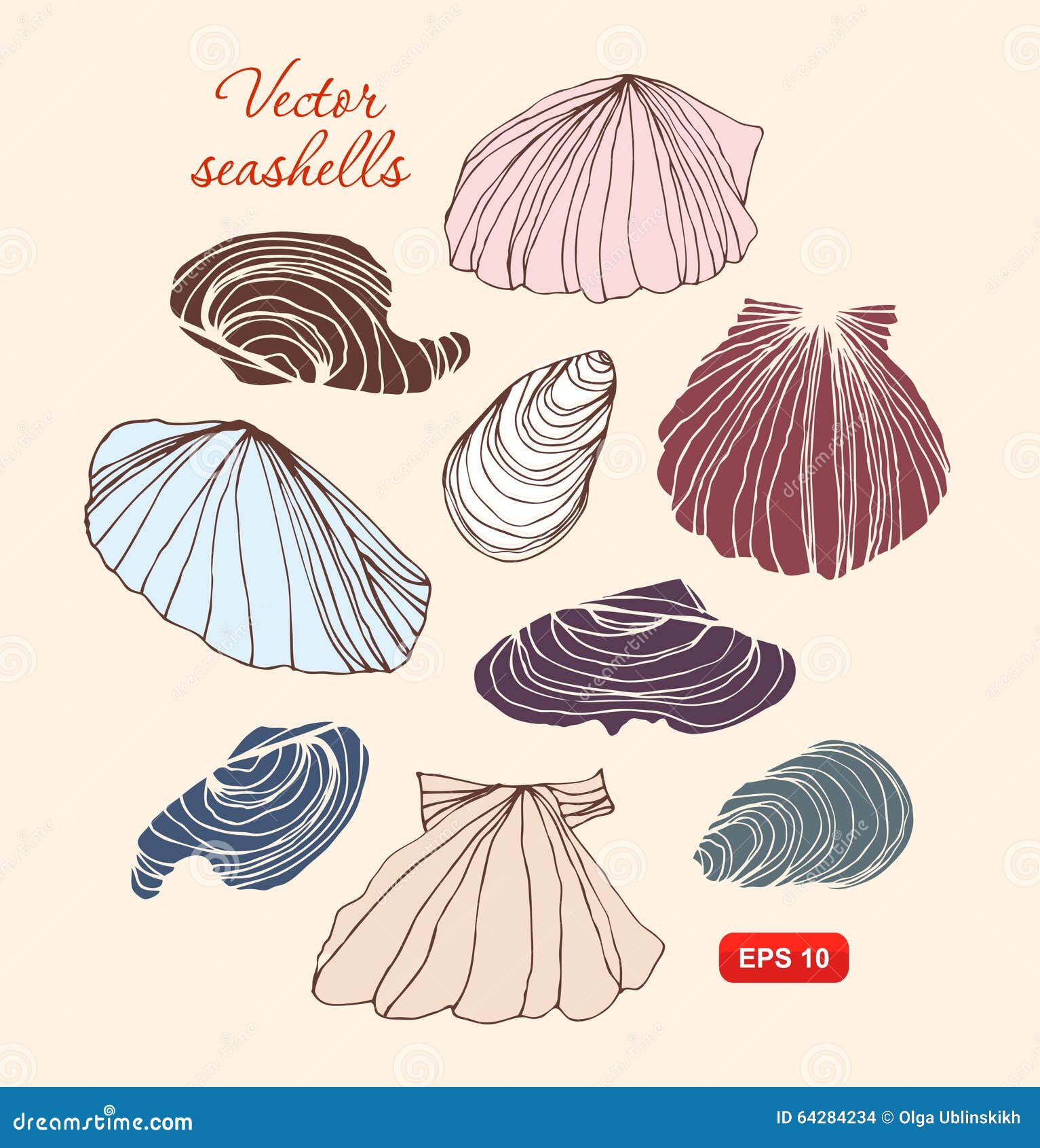 Seashells Vector Set. Collection of Different Isolated Shells. Stock ...