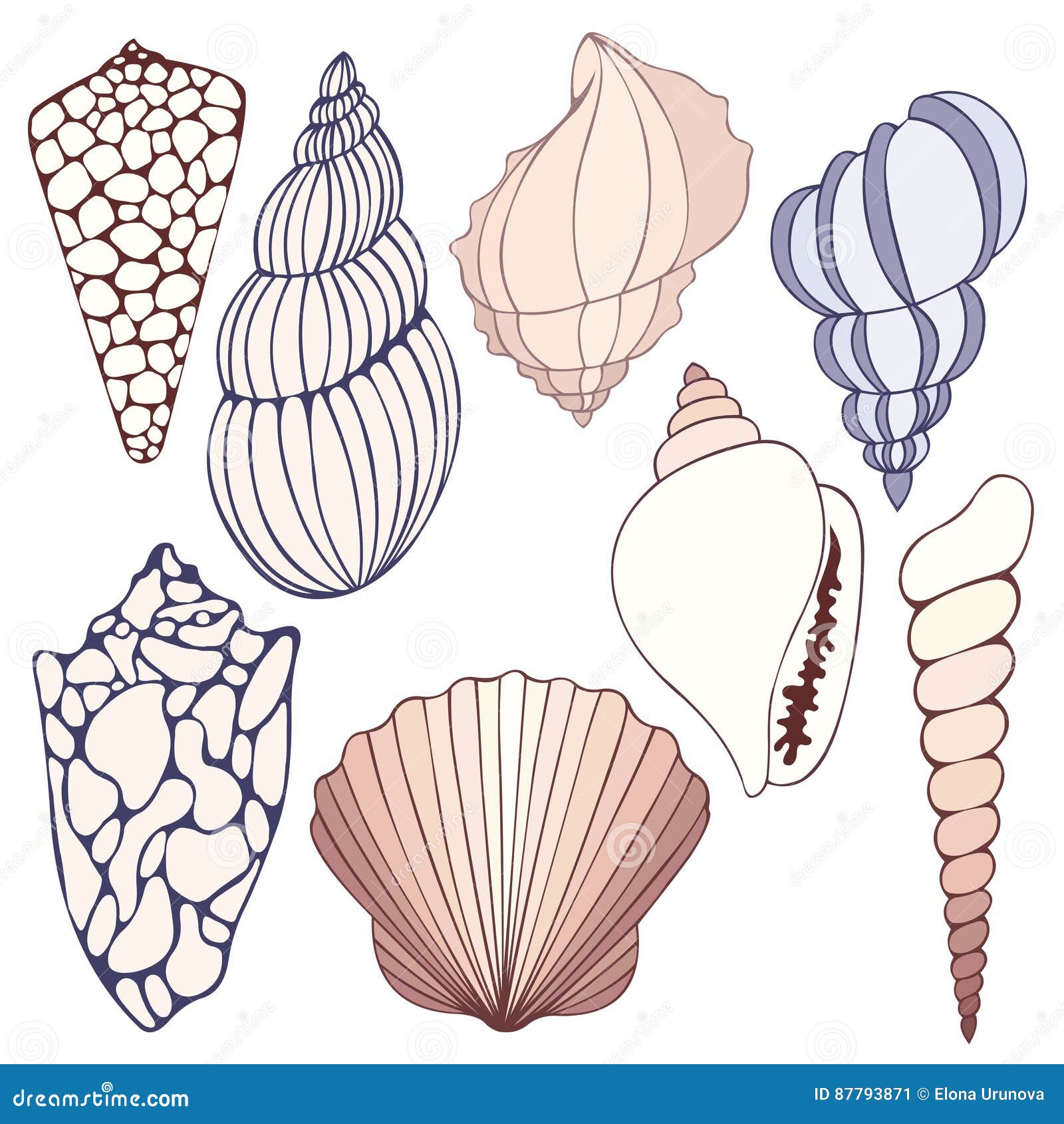 Seashells. Vector Set for Design Stock Vector - Illustration of ...