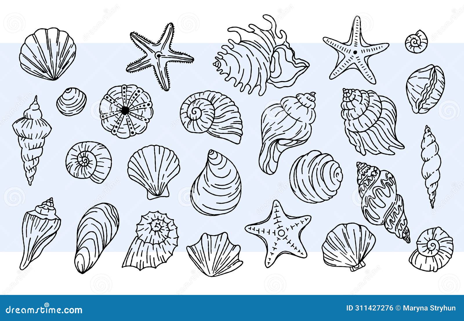 Seashells Vector Set. Linear Black and White Illustrations Stock Vector ...