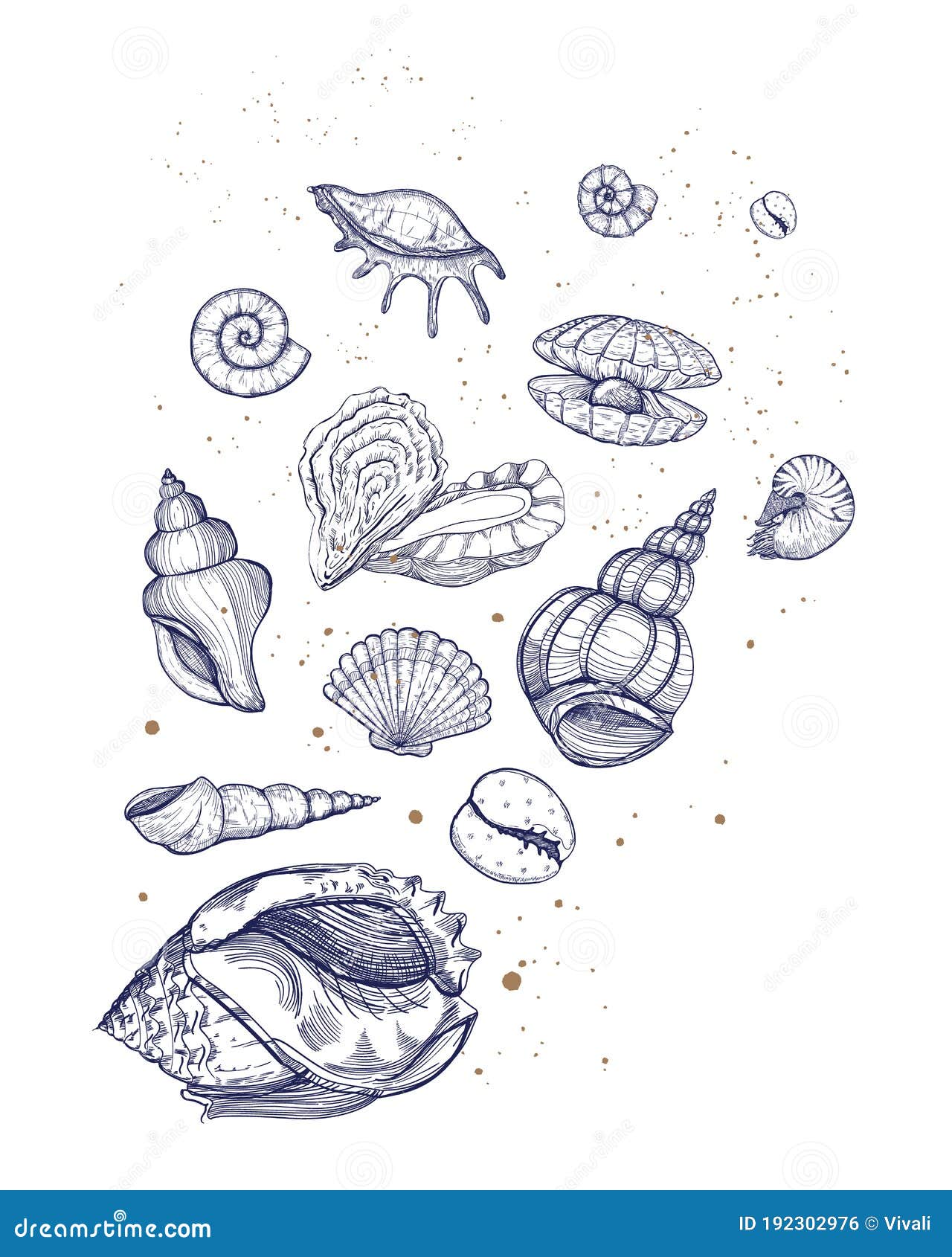 Seashells Vector Set. Sea Life Print. Sea Design with Various Mollusk ...