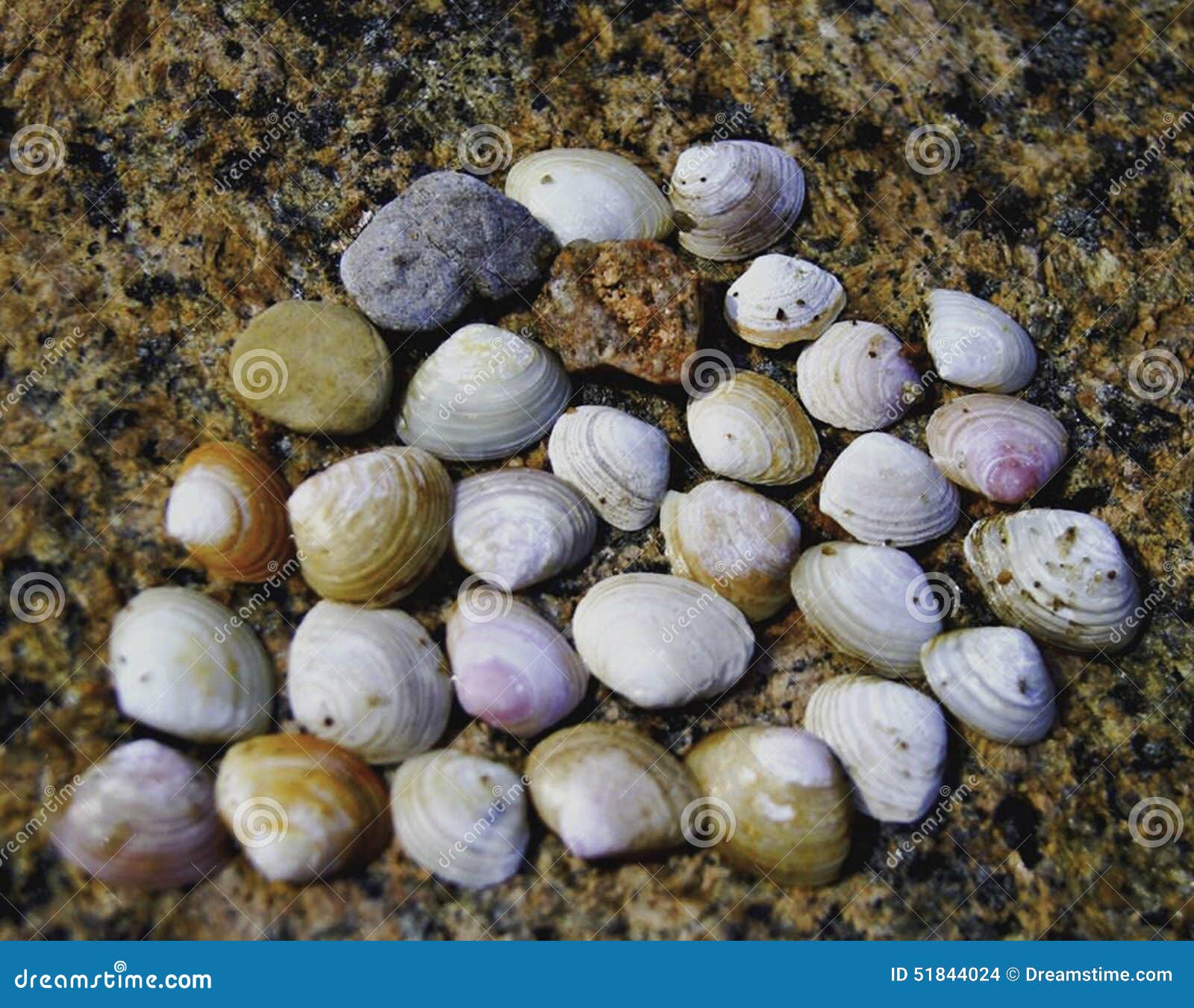 Seashells stock photo. Image of collect, fauna, beach - 51844024