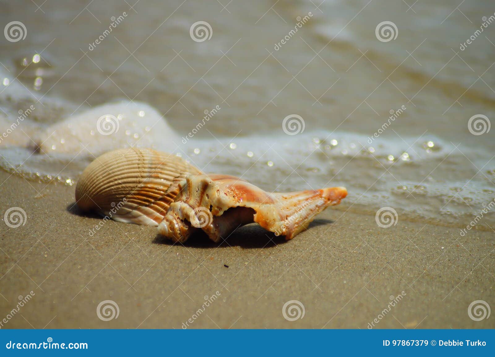 Seashells Washed Ashore on Beach Stock Image - Image of sand, caribbean ...