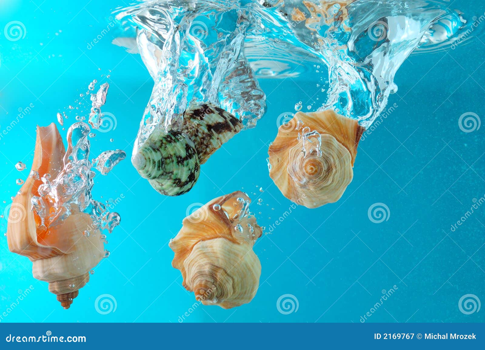 Seashells In Water