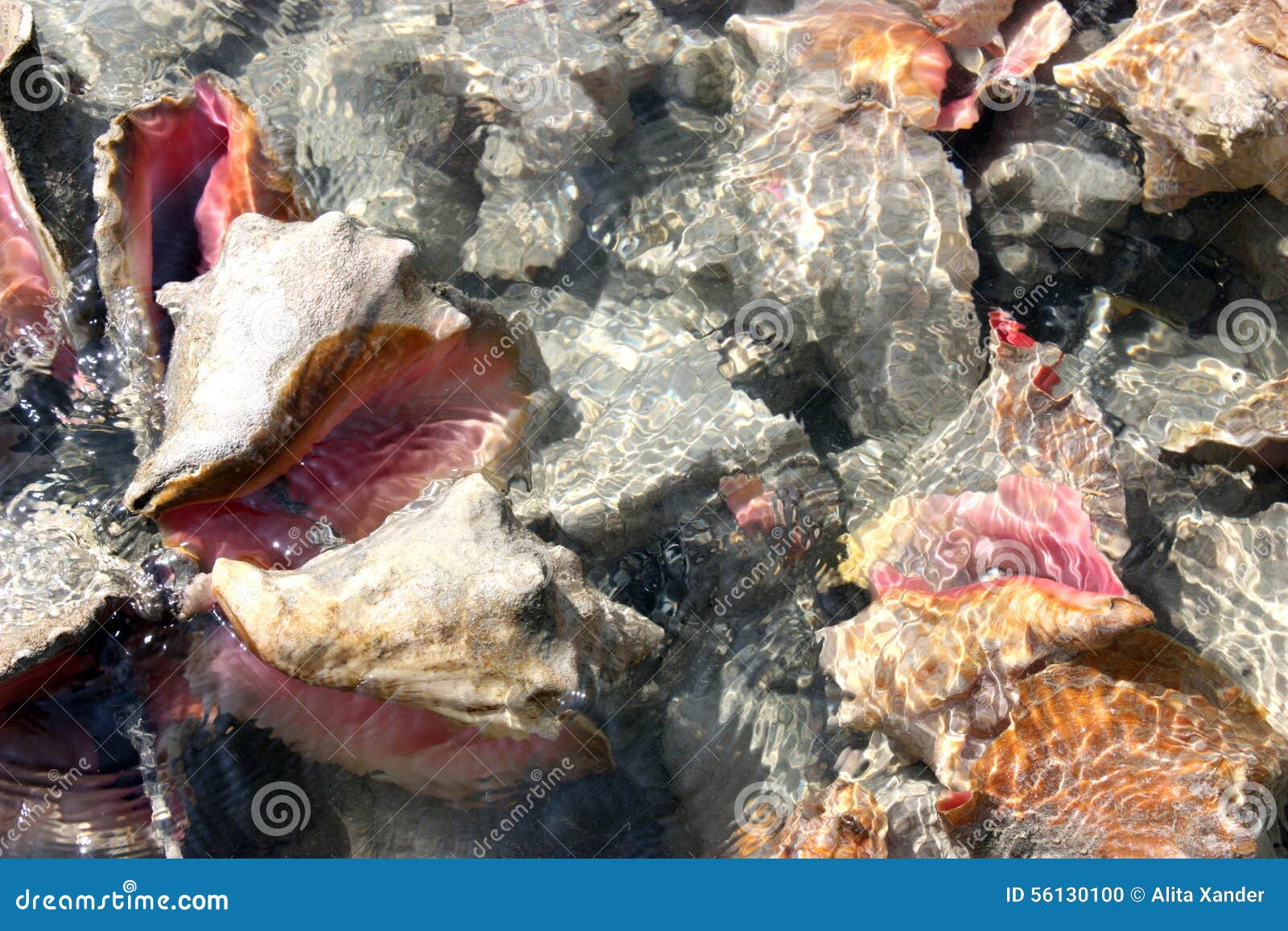 Seashells in the Water stock photo. Image of pretty, summer - 56130100