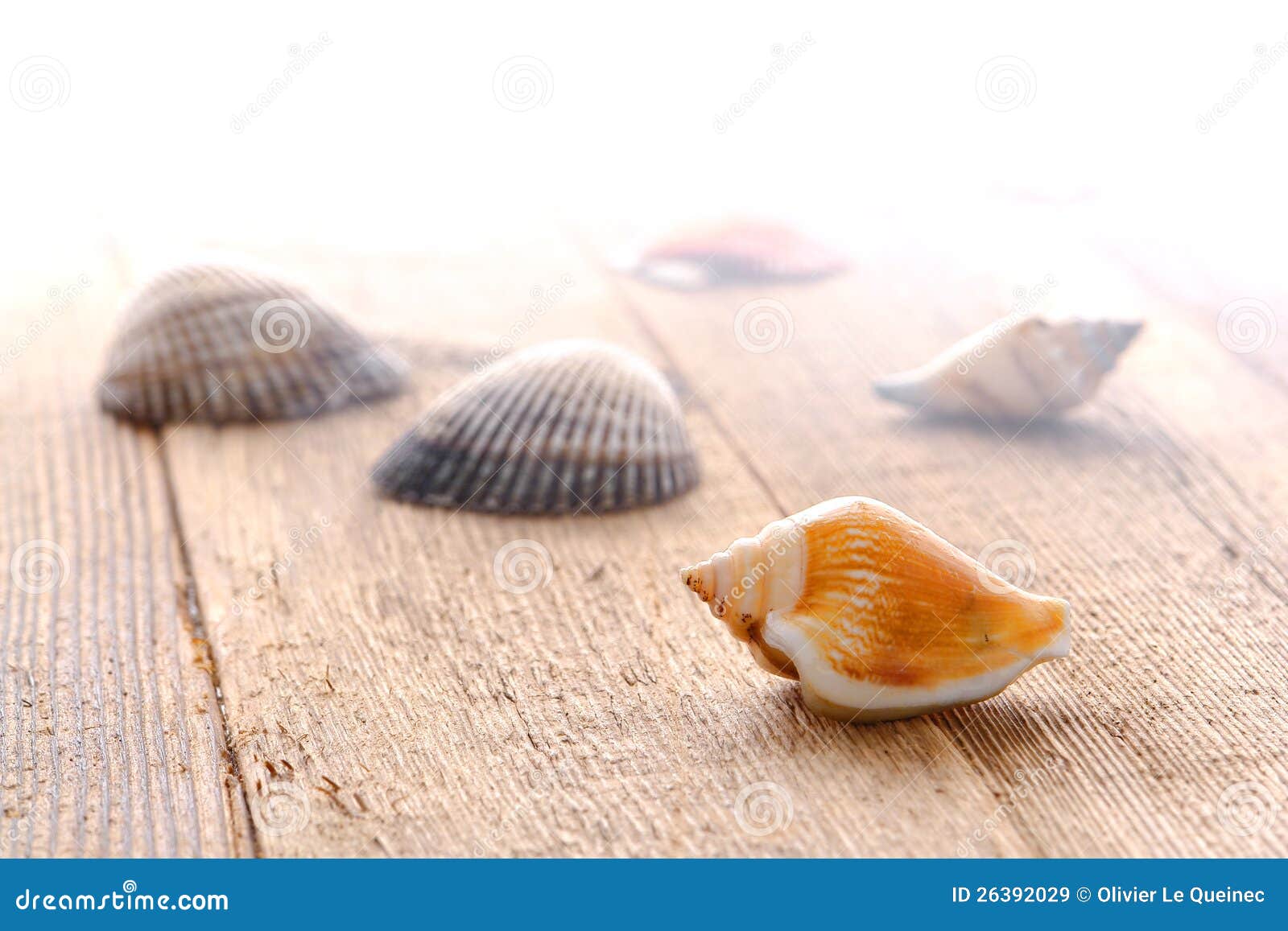 Seashells on Wet Wood Dock in Soft Fog Dawn Light Stock Image - Image ...