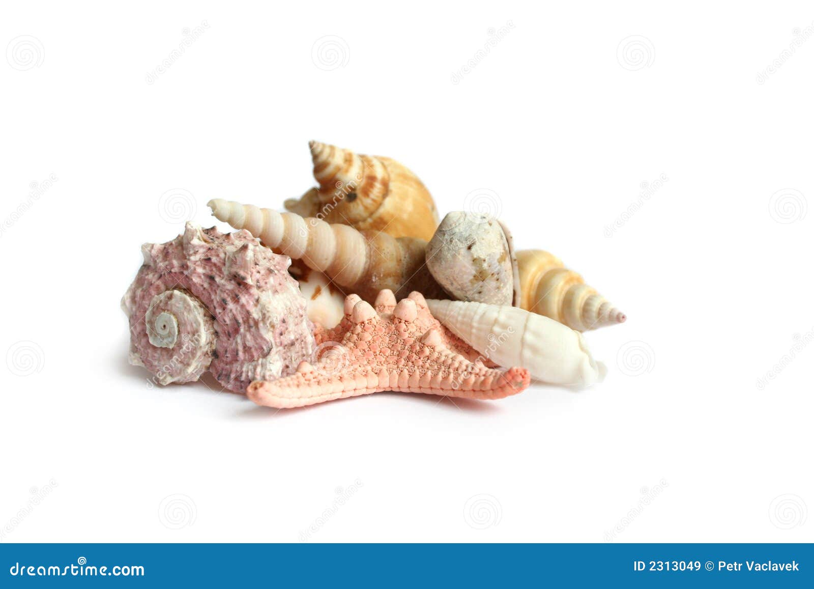 Seashells on White Background Stock Image - Image of colour, holiday ...