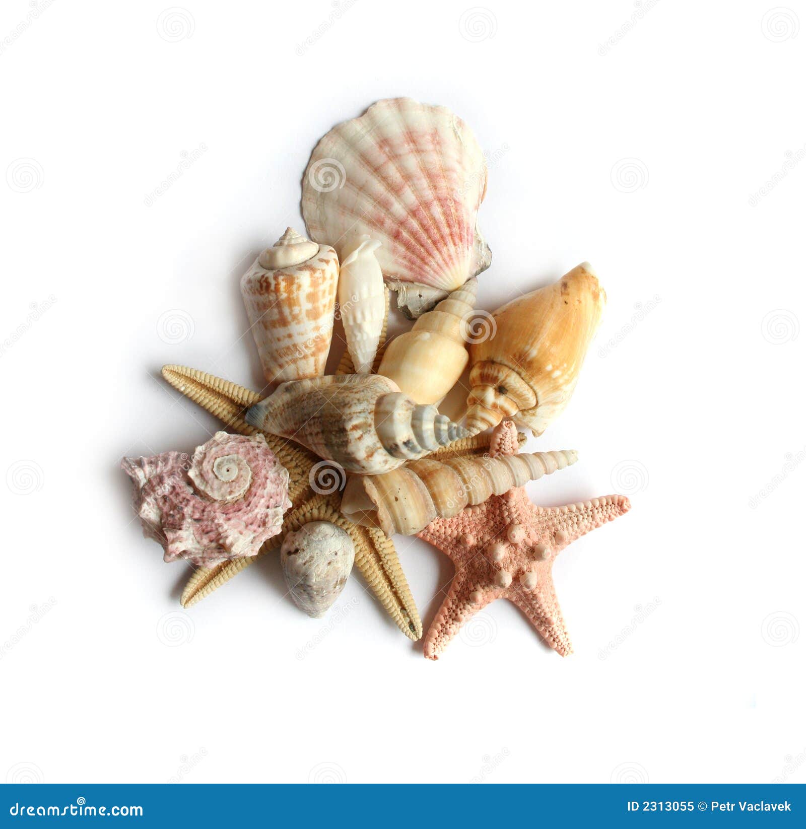 Seashells On White Background Royalty Free Stock Photo - Image: 2313055
