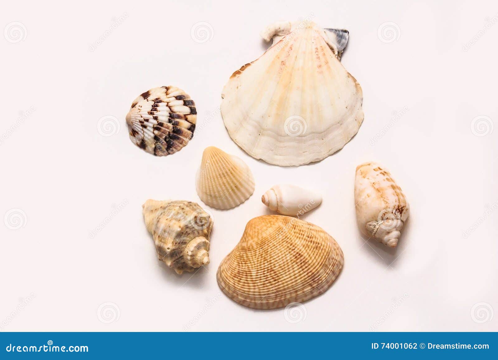 Seashells stock photo. Image of seashell, skeleton, seashells - 74001062