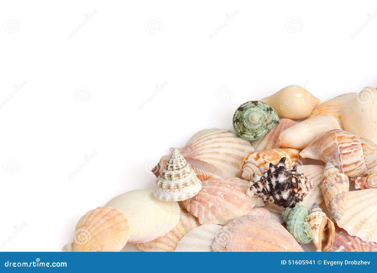 Seashells on White Background Stock Image - Image of aquatic ...