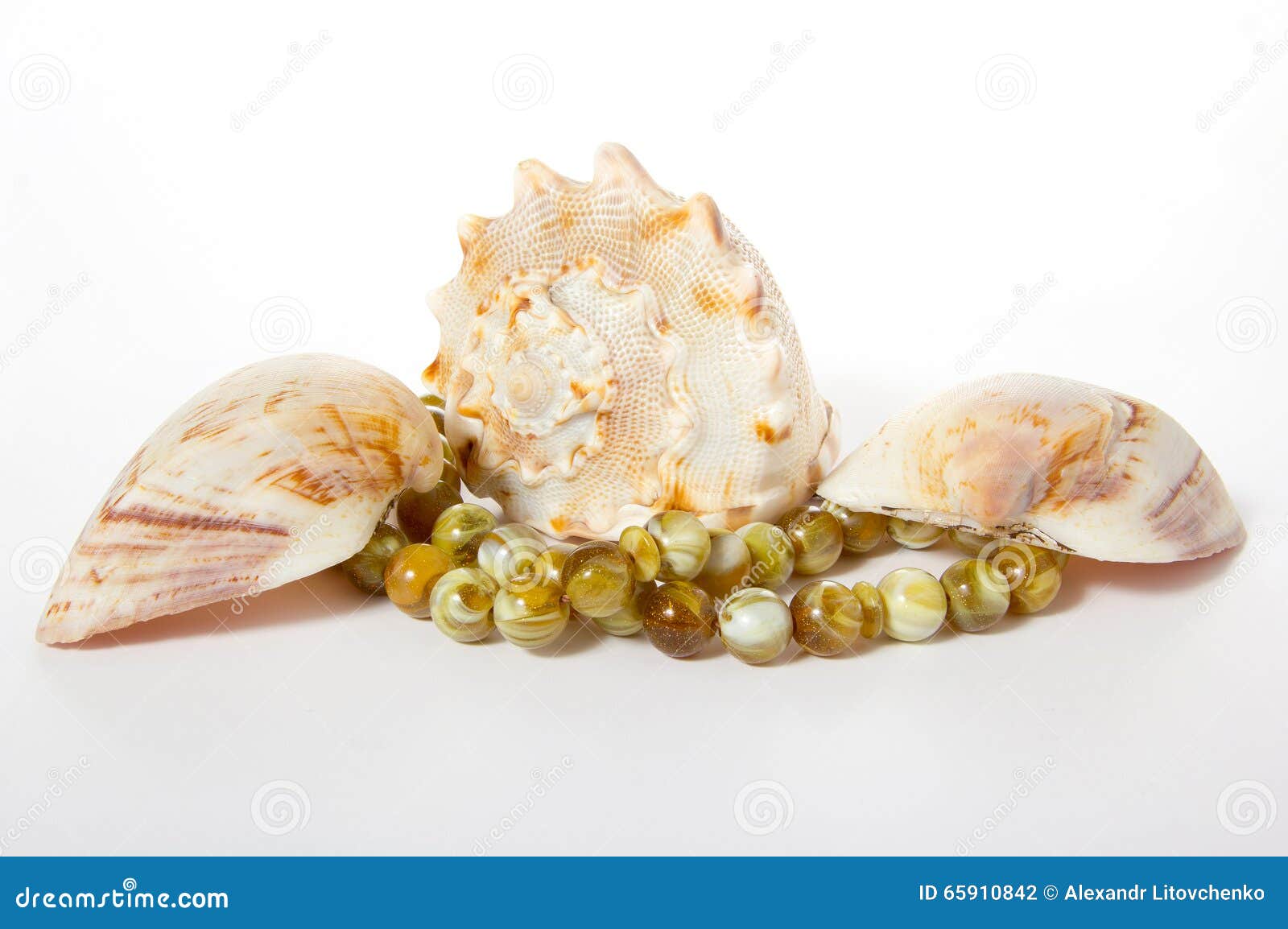 Seashells on a White Background Stock Photo - Image of white, objects ...