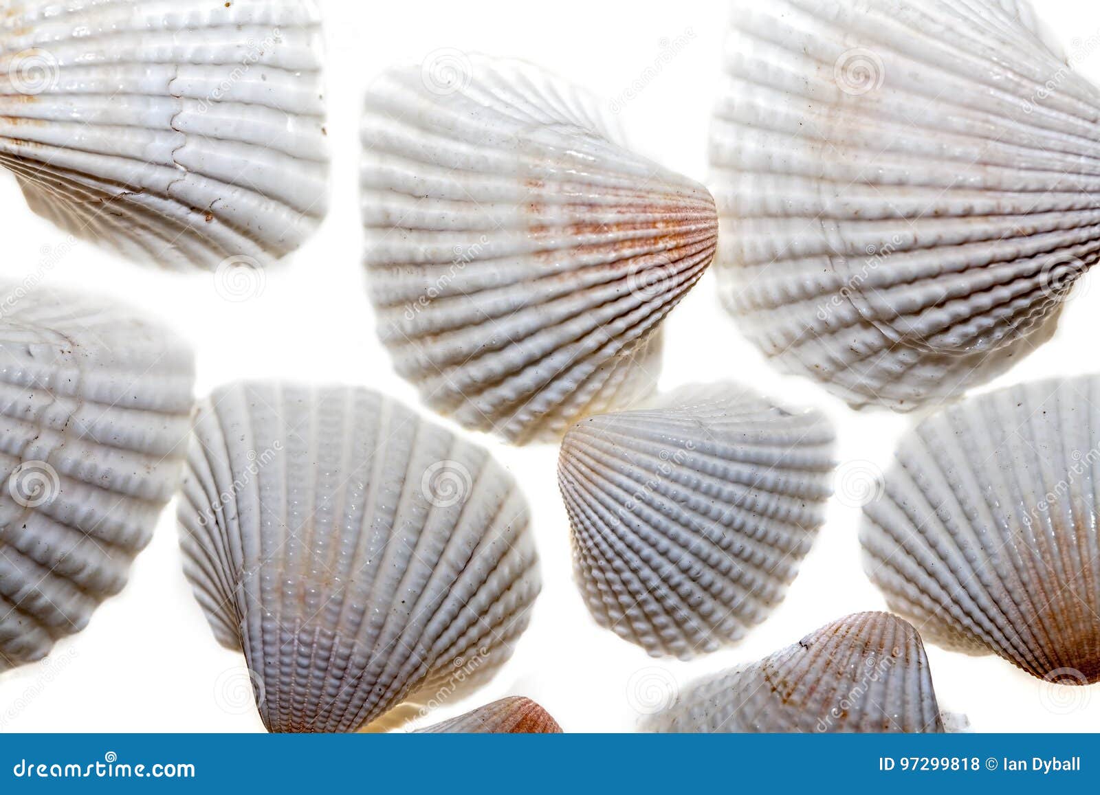Seashells, White Bivalve Cockle Shells. Close Up Against White B Stock ...