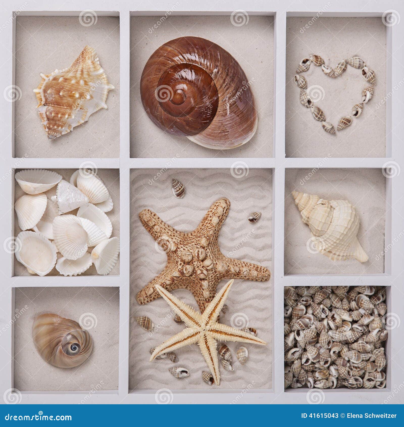 Seashells in a white box stock image. Image of sand, wooden - 41615043