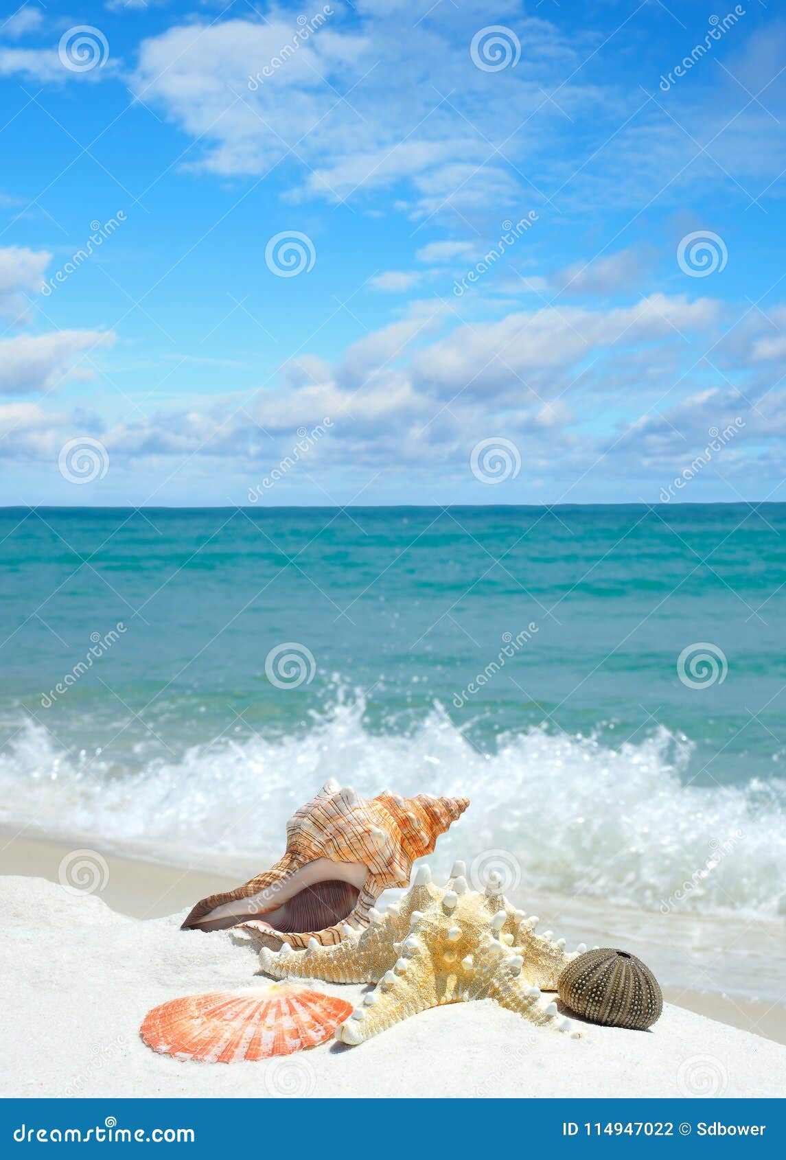 Seashells on a White Sand Beach As the Waves Splash in Stock Photo ...