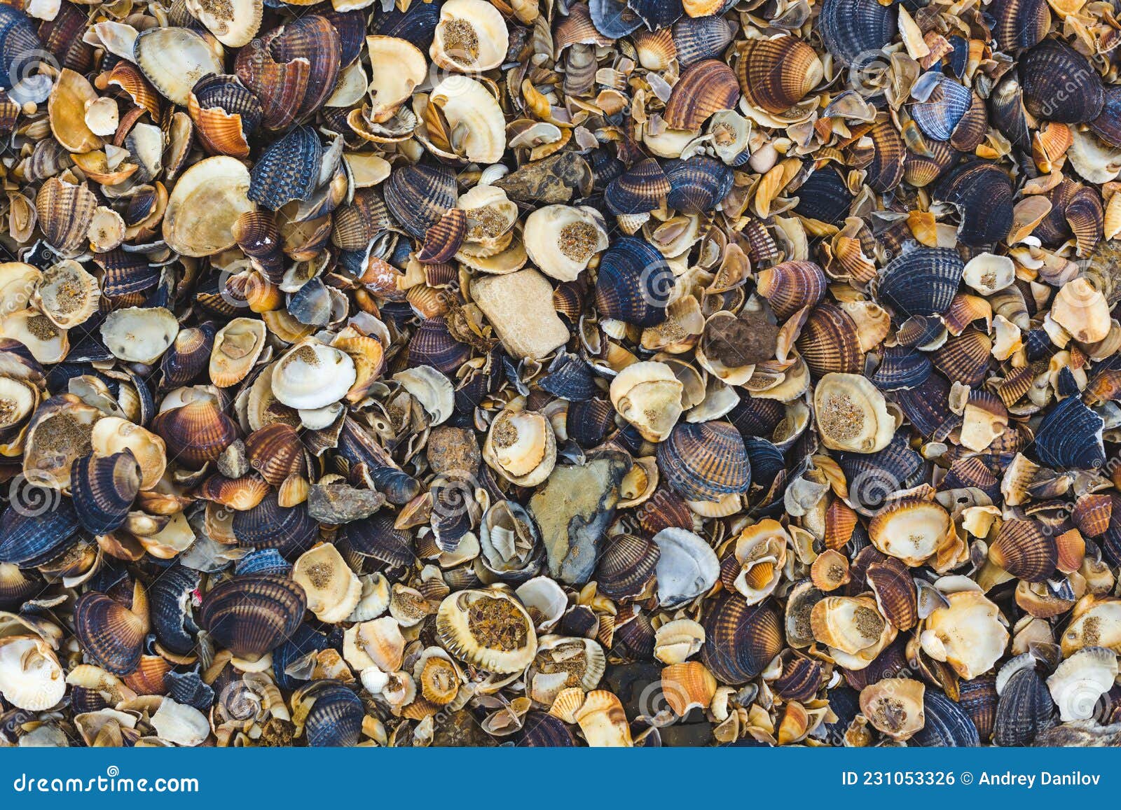 Seashells for the whole stock photo. Image of star, shore - 231053326
