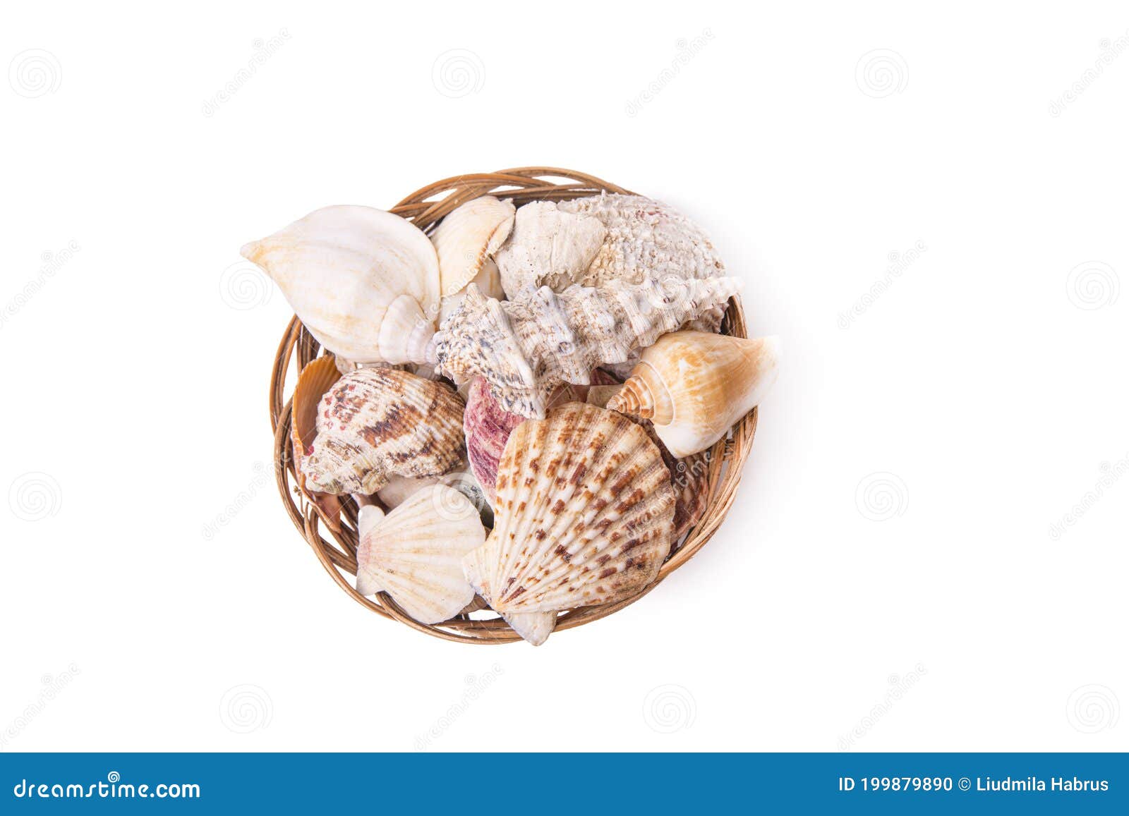 Seashells in Wicker Basket. on White Background Stock Photo - Image of ...