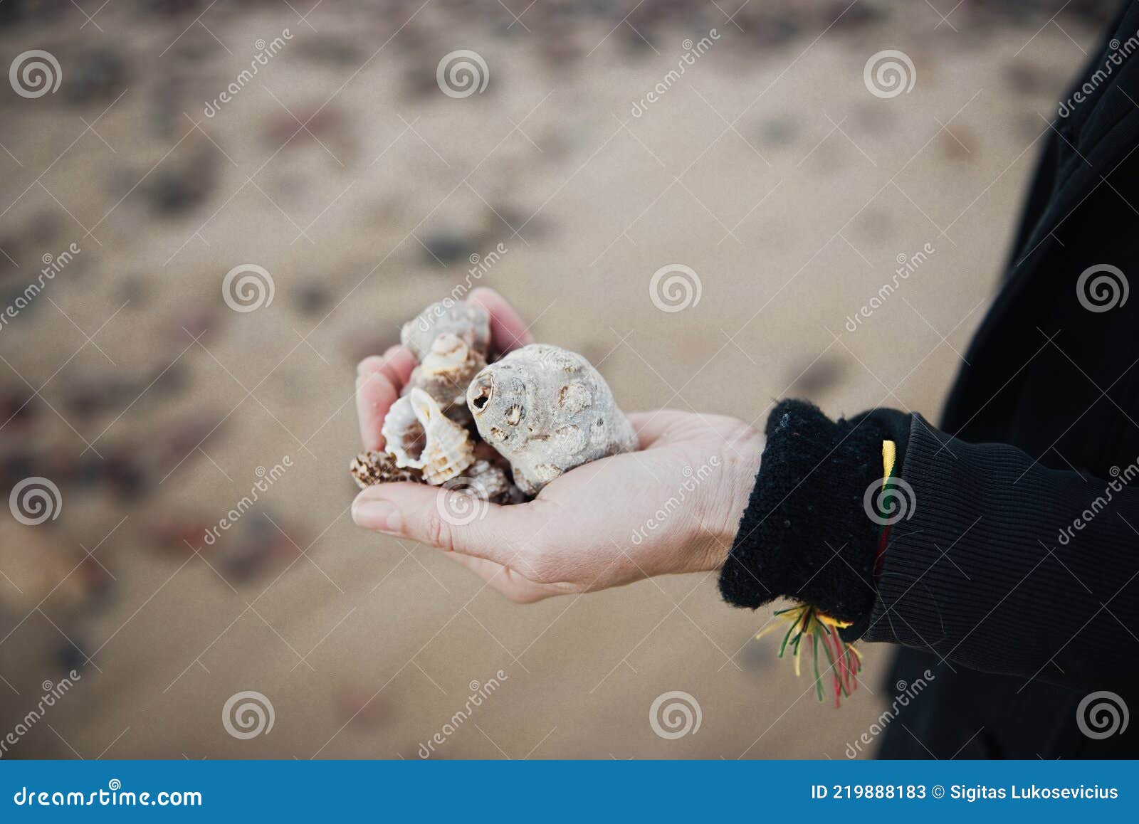 Seashells in Woman& X27;s Hand. Collecting Empty Shells, Taking Shells ...