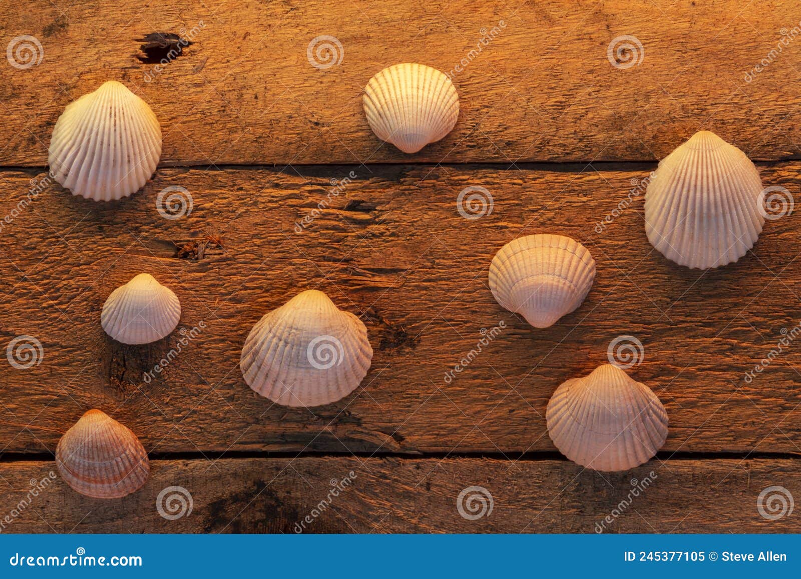 Seashells - Wooden Background Stock Image - Image of texture ...