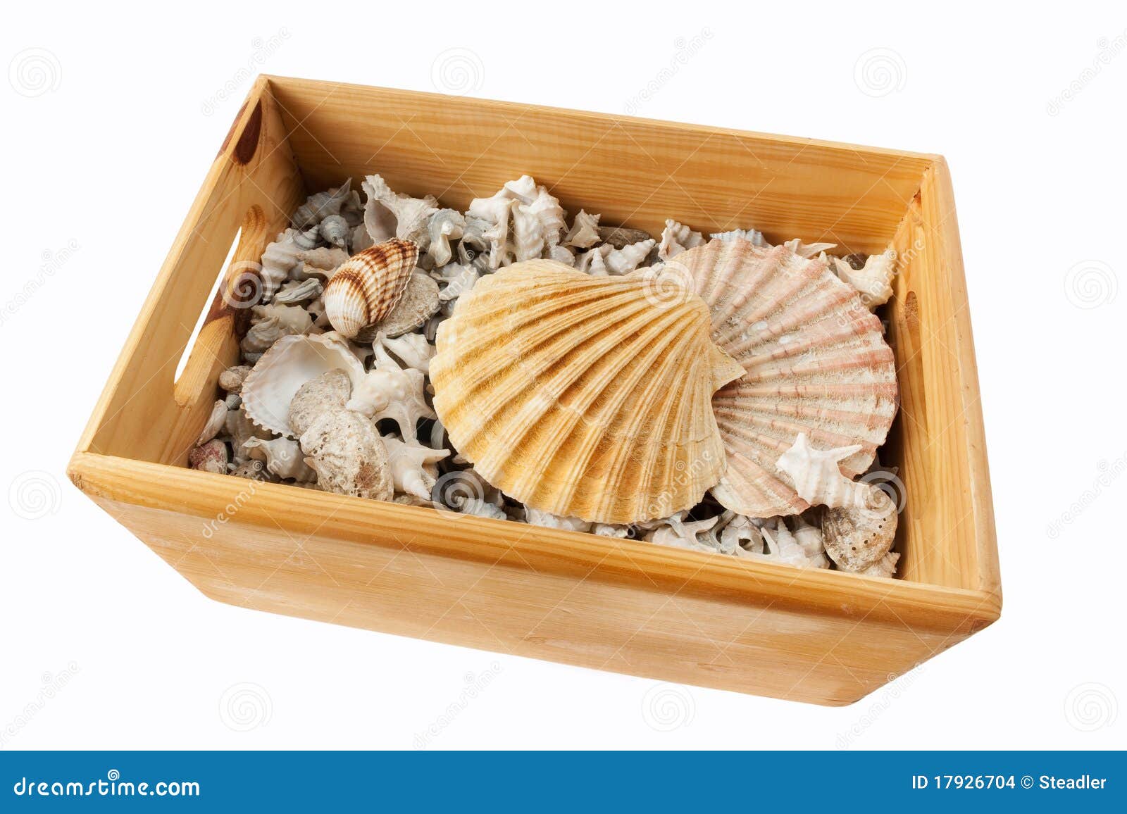 Seashells in Wooden Box stock photo. Image of oyster - 17926704