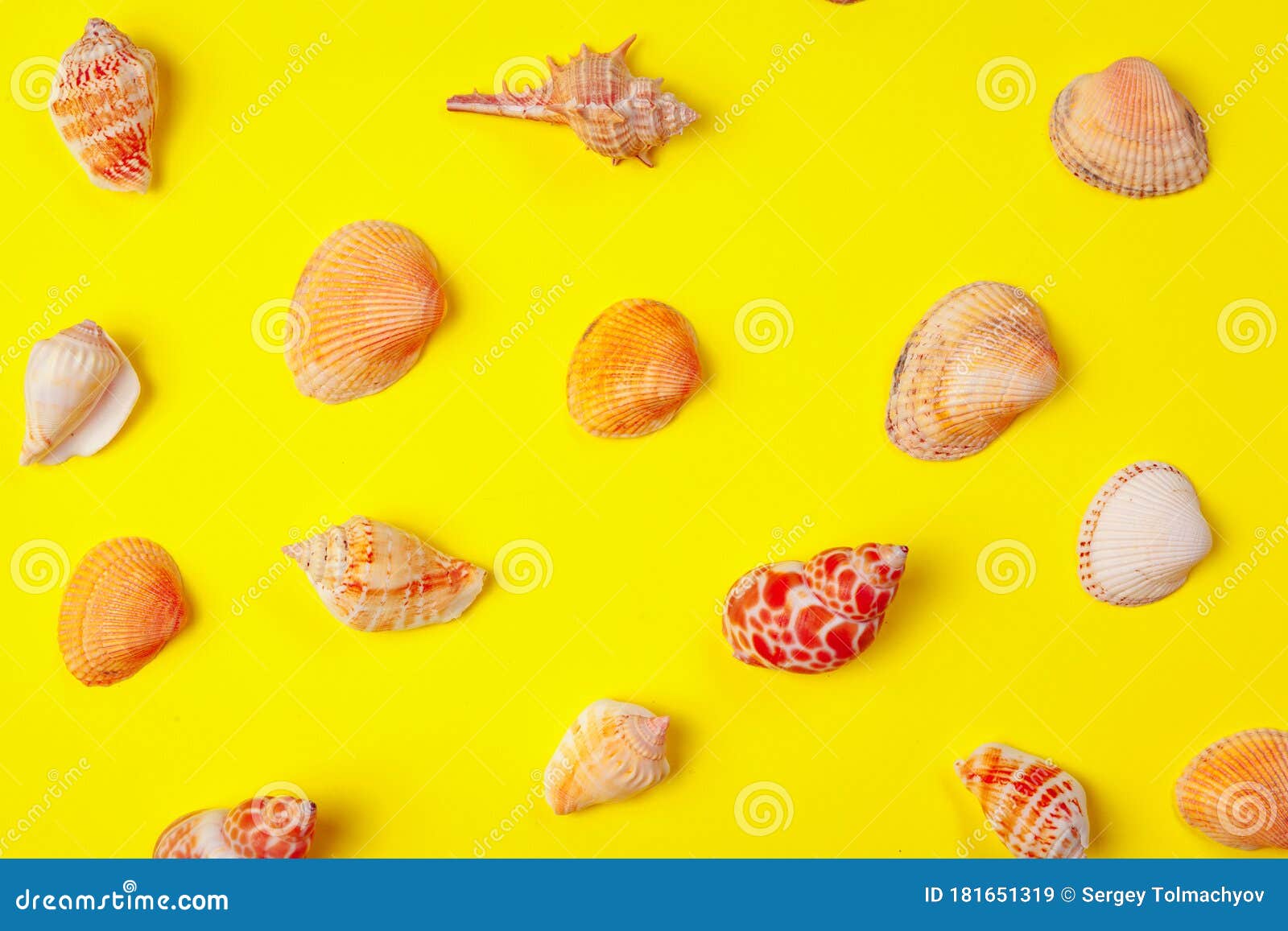Seashells on a Yellow Background. Close Up. Stock Image - Image of ...