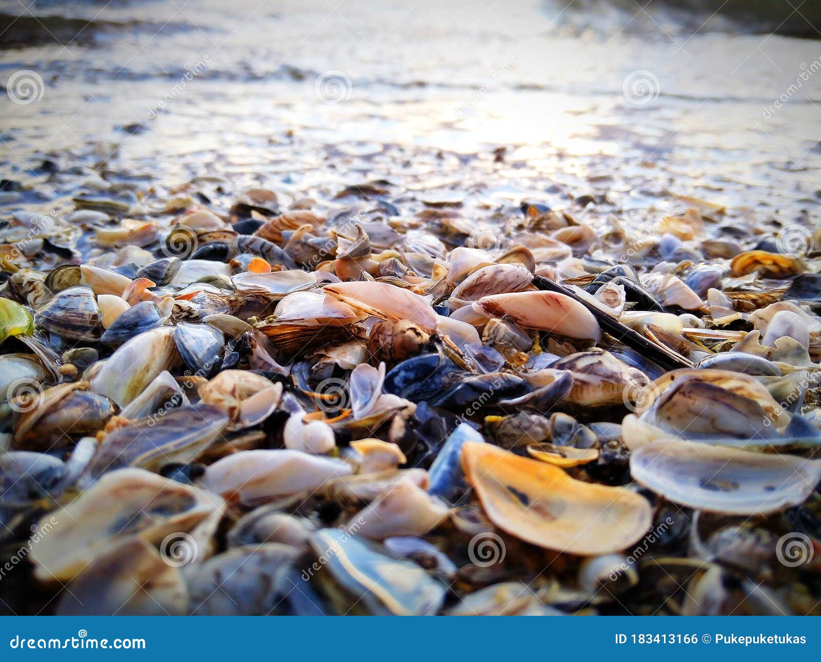 Seashels Dusia lake stock photo. Image of dusia, invertebrate - 183413166