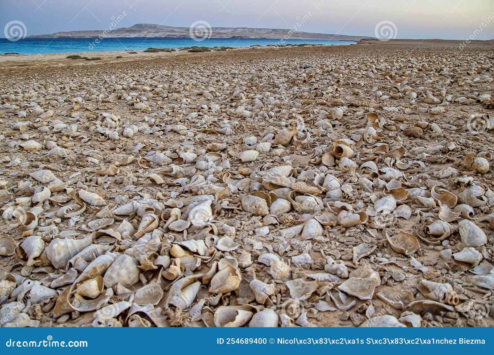 Shells on a desert beach stock photo. Image of covered - 254689400