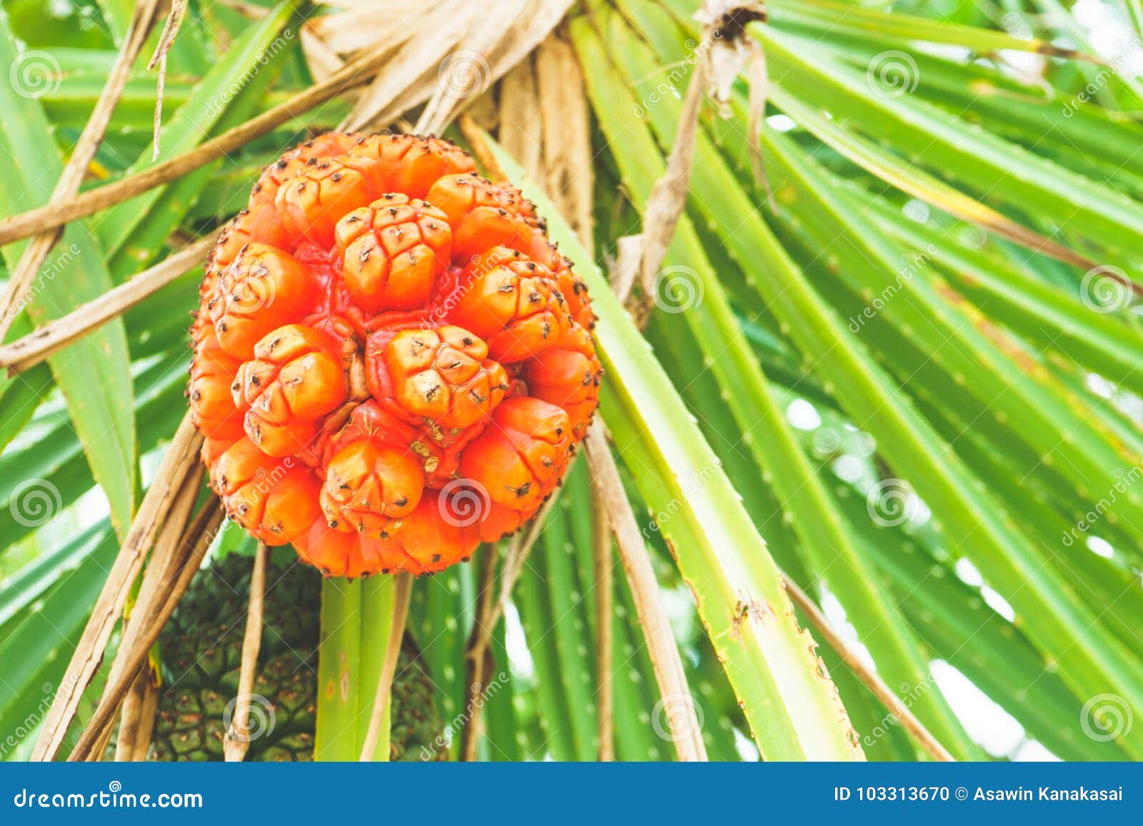Seashore Screwpine Background Stock Photo - Image of beach, foliage ...