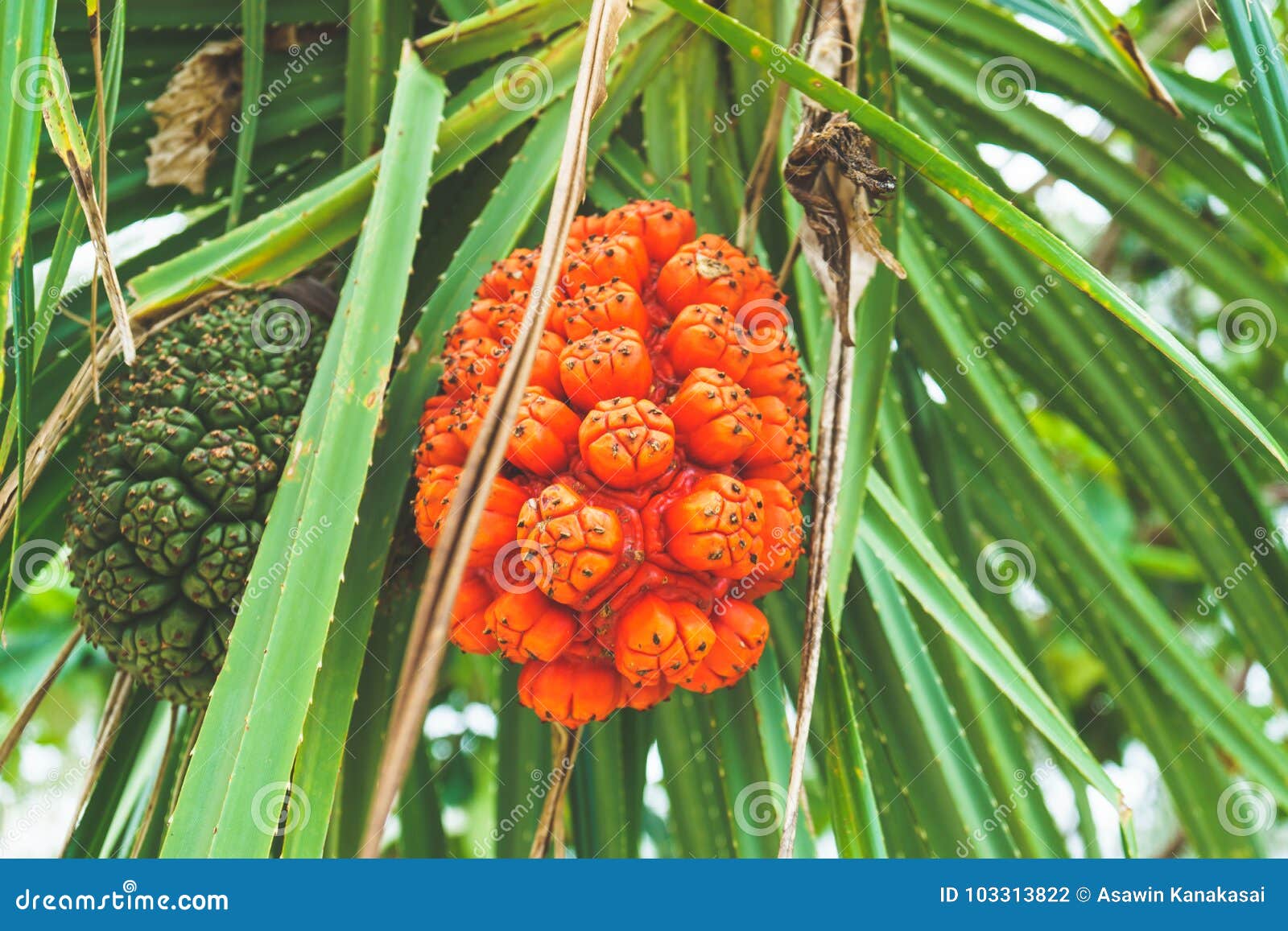 Seashore Screwpine Background Stock Photo - Image of foliage, forest ...