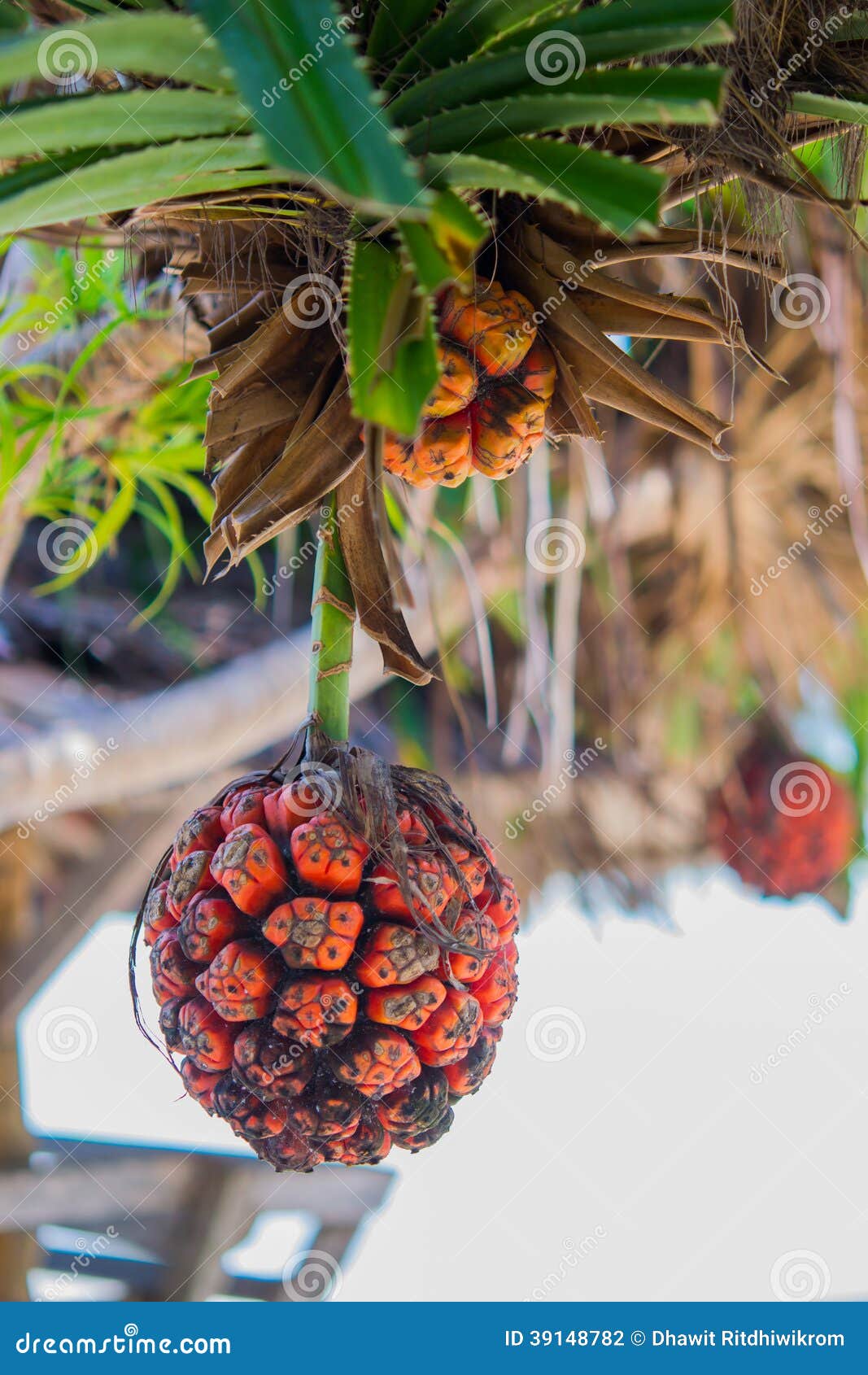 Seashore Screwpine Background Stock Photo | CartoonDealer.com #103313670