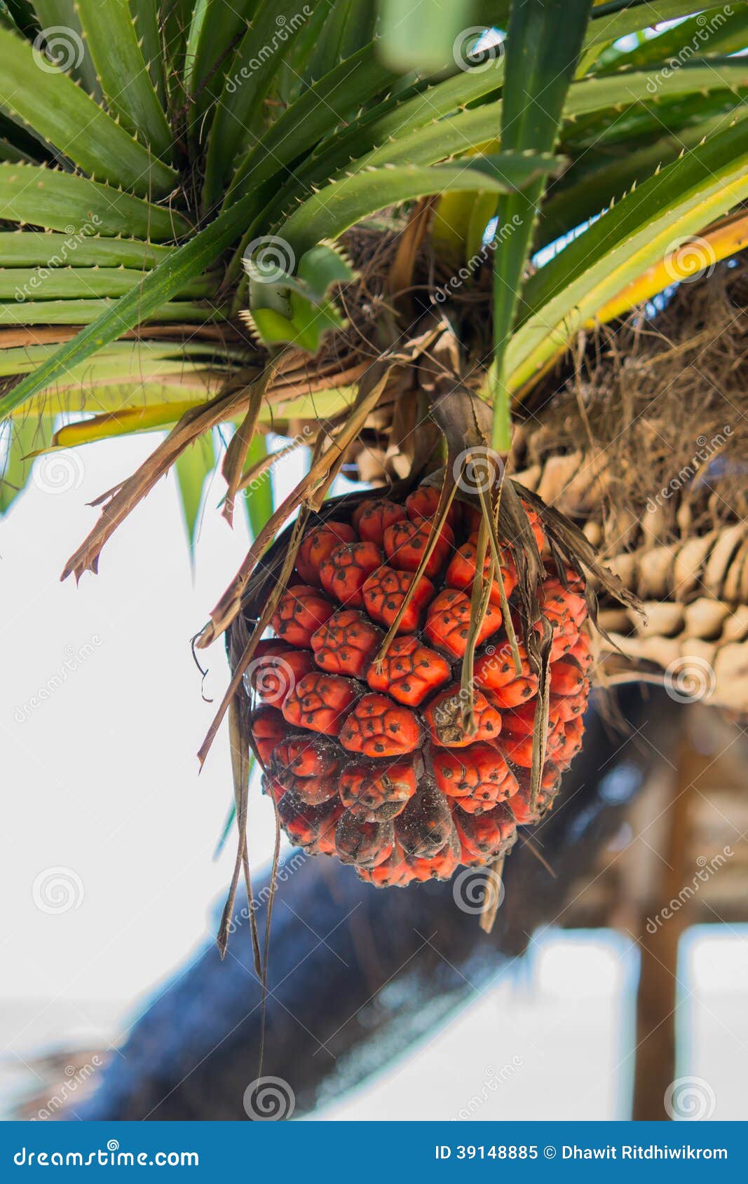 Seashore screwpine fruit stock image. Image of screwpine - 39148885