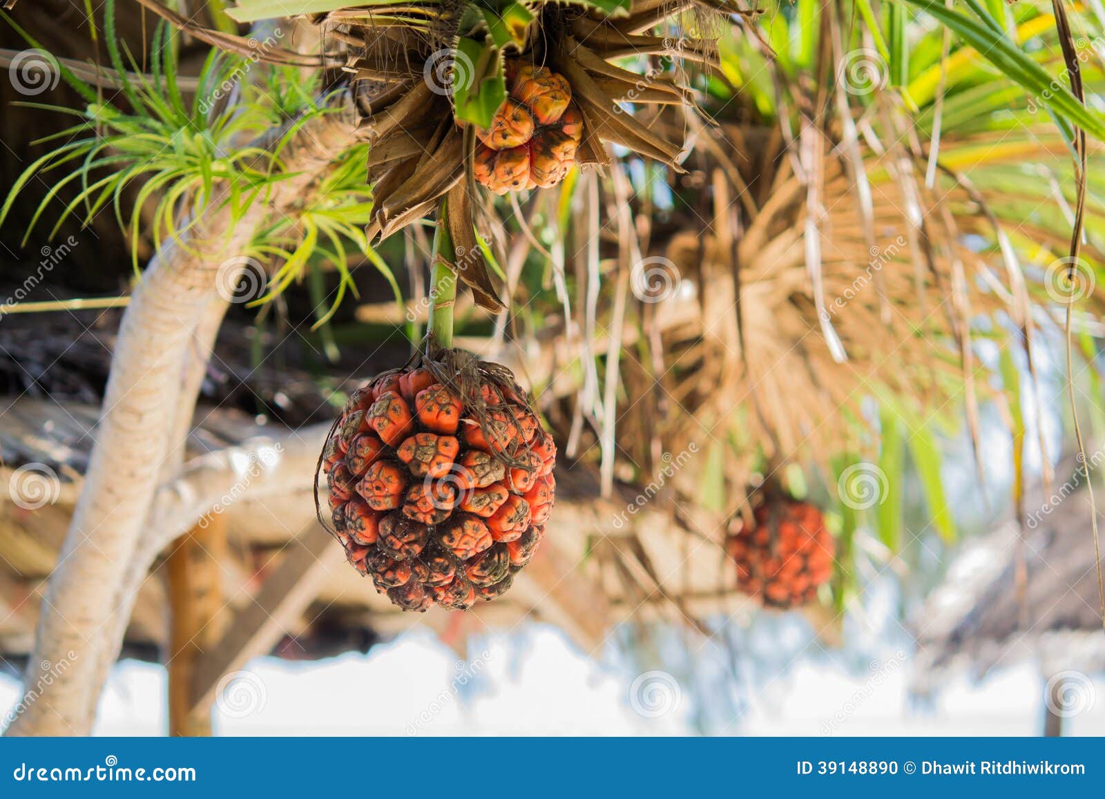 Seashore screwpine fruit stock photo. Image of beach - 39148890