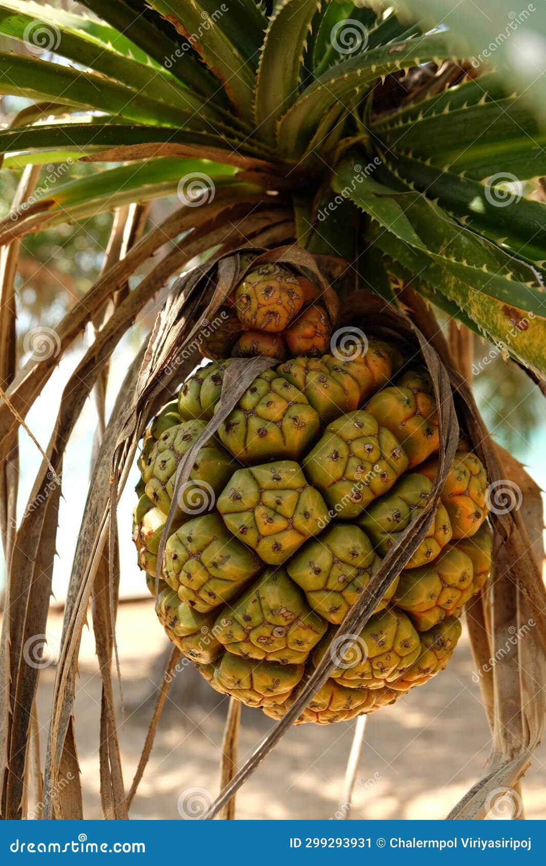 Seashore Screwpine or Pandanus Tectorius Stock Image - Image of ...