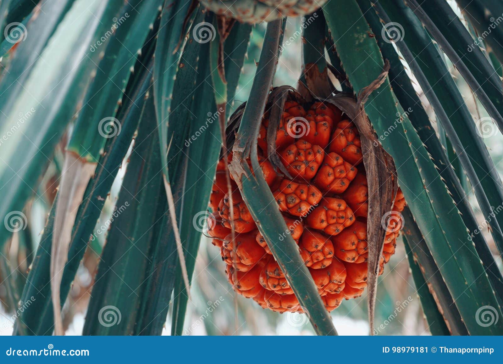 Seashore Screwpine. stock image. Image of seashore, ripening - 98979181