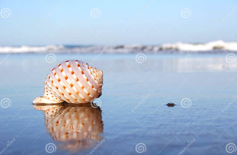 Seashore Seashell stock image. Image of tropical, coral - 378005