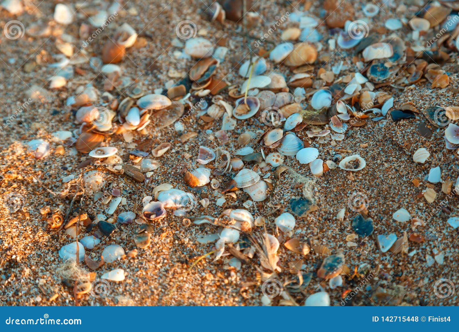 Seashore of Small Shells and Sand Horizontal Stock Photo - Image of ...