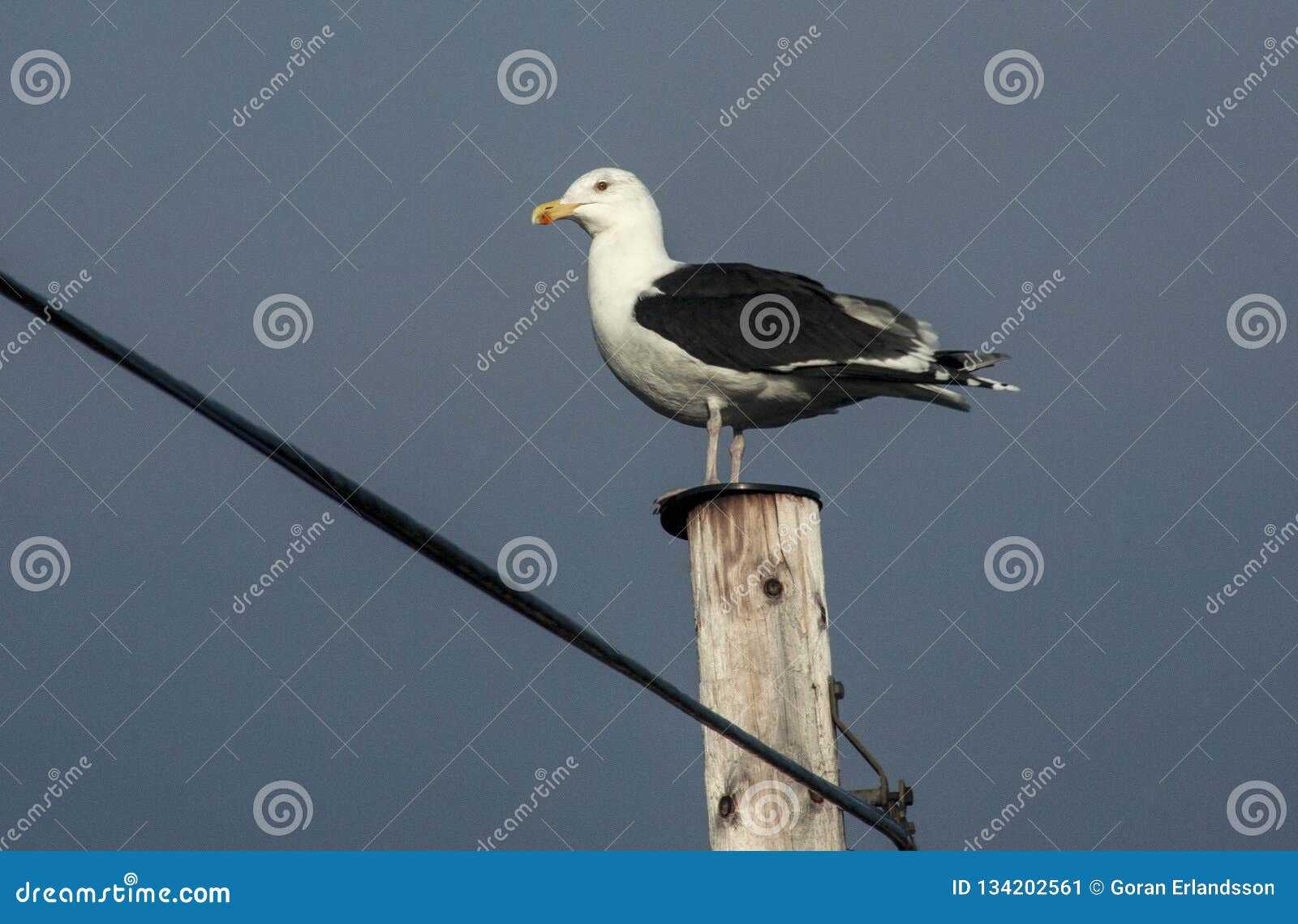 A Seashore Stands a Telephone Post Stock Image - Image of telephone ...