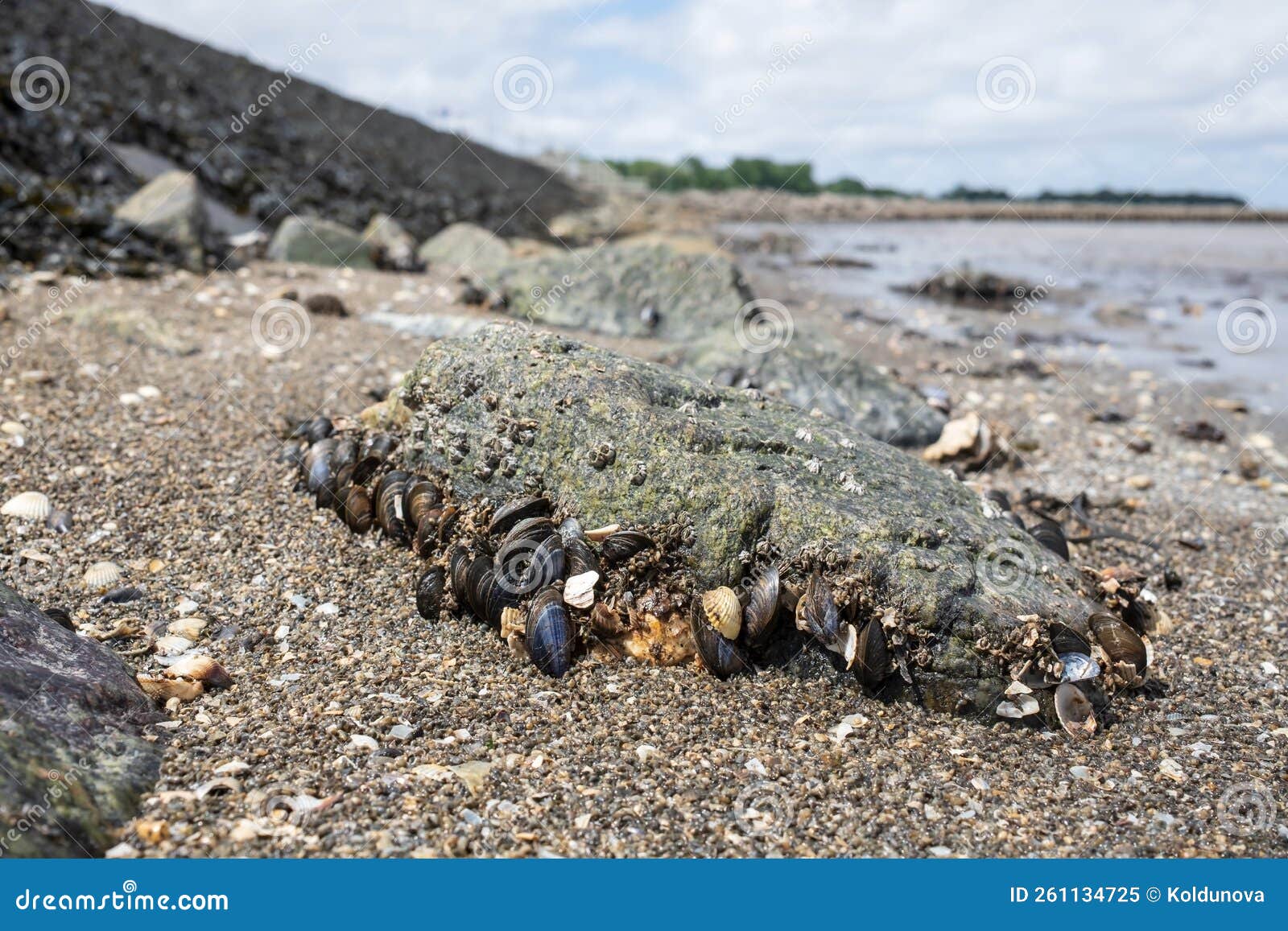 Seashore with a Stone in Algae and Bivalve Shells of Mollusks, Against ...