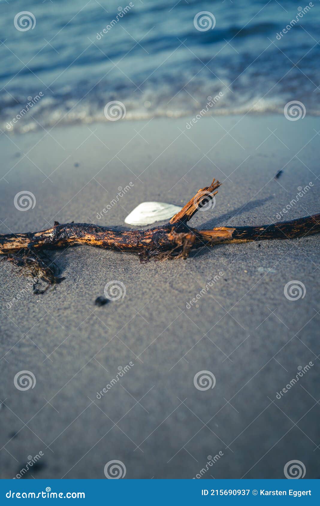 On a Seashore There is a Washed Up Wooden Branch and a White Shell ...