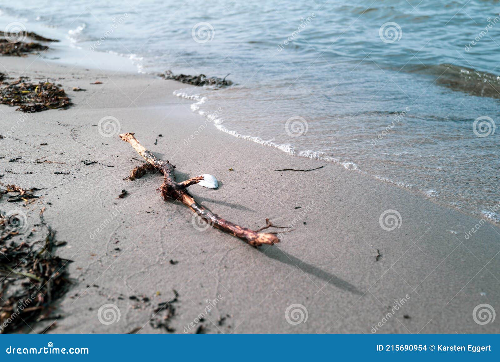 On a Seashore There is a Washed Up Wooden Branch and a White Shell ...