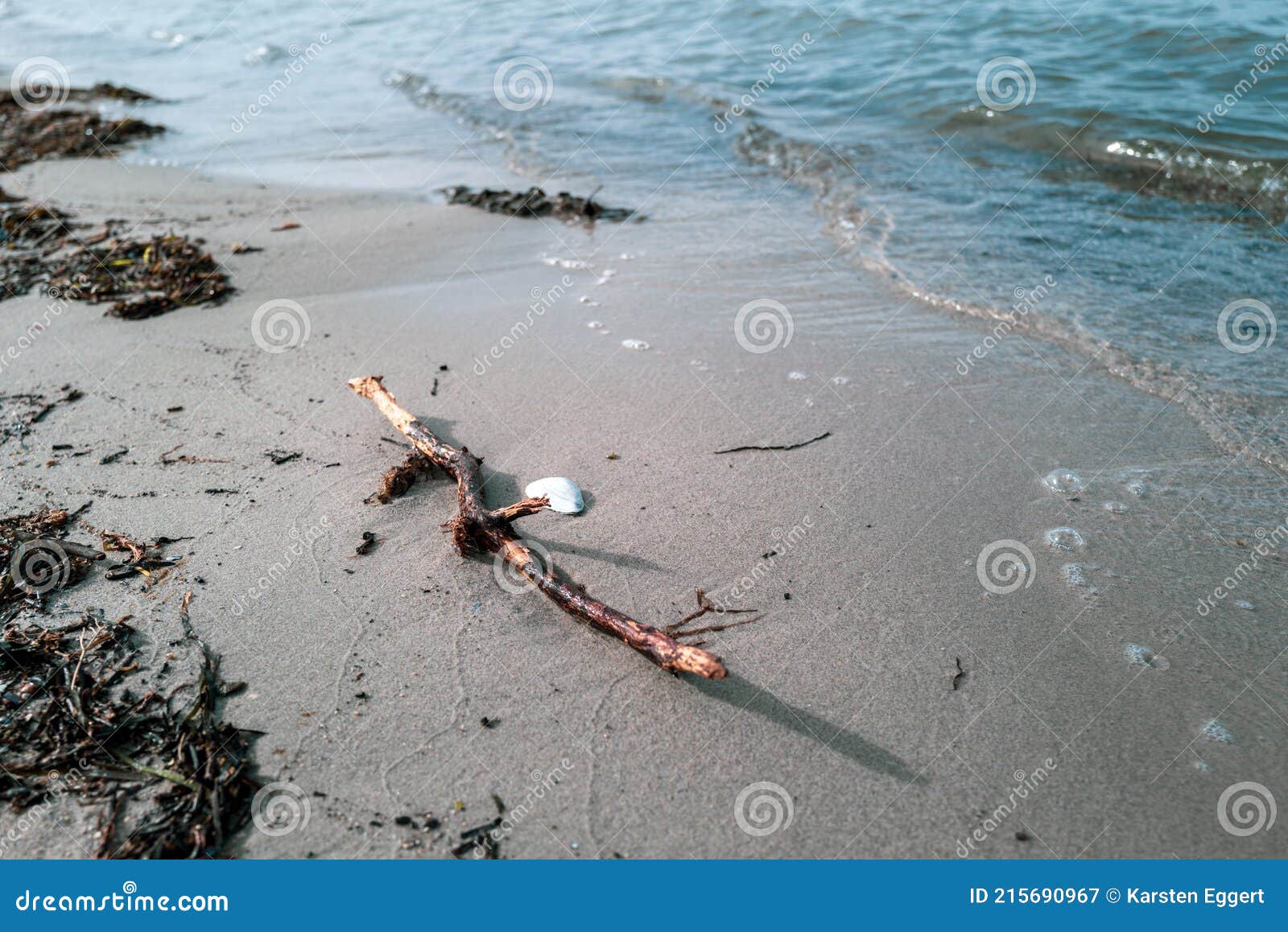 On a Seashore There is a Washed Up Wooden Branch and a White Shell ...