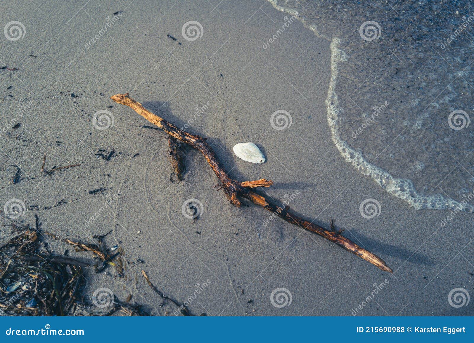 On A Seashore There Is A Washed Up Wooden Branch And A White Shell ...