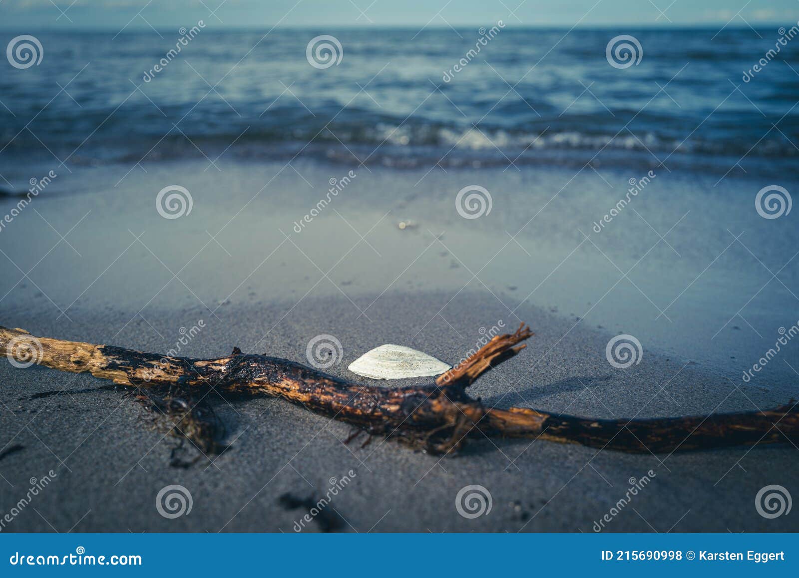On A Seashore There Is A Washed Up Wooden Branch And A White Shell ...