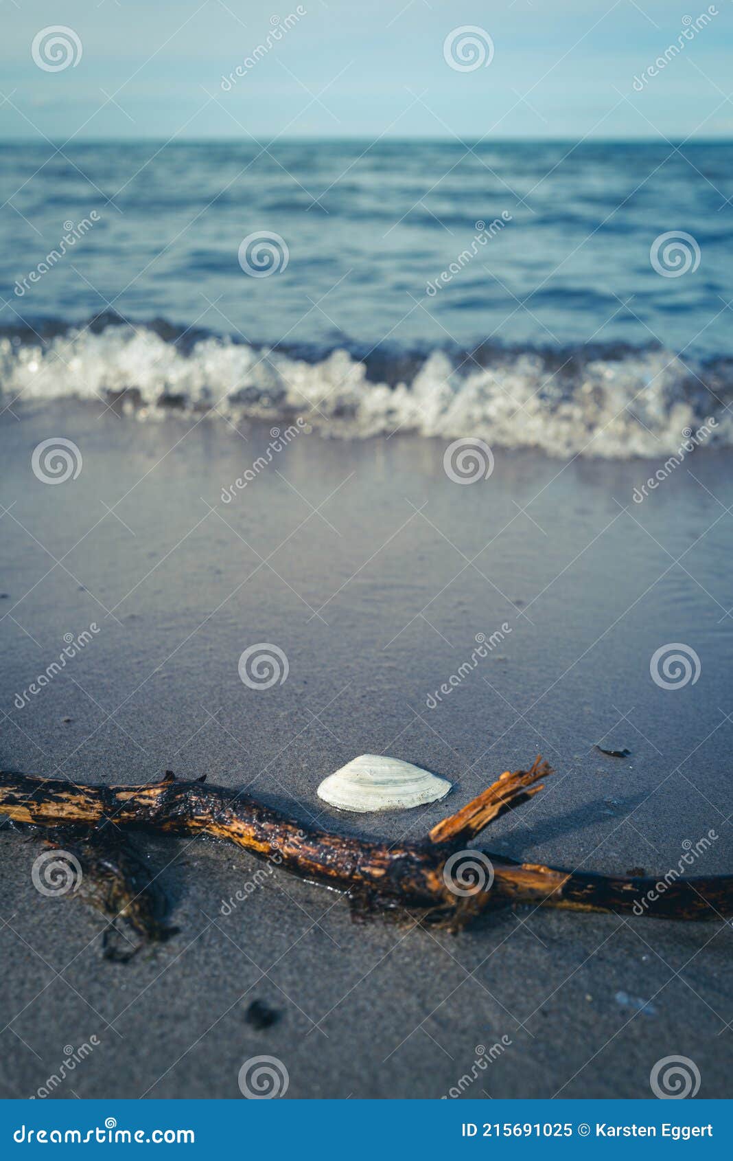 On a Seashore There is a Washed Up Wooden Branch and a White Shell ...