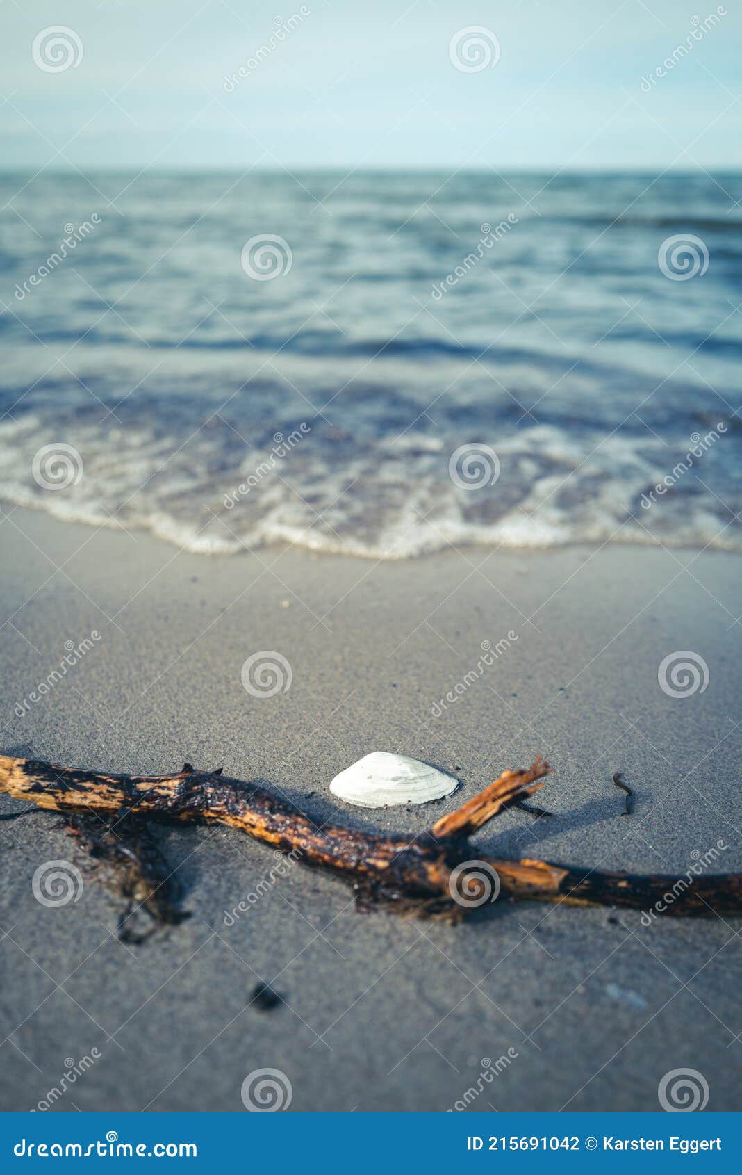 On a Seashore There is a Washed Up Wooden Branch and a White Shell ...