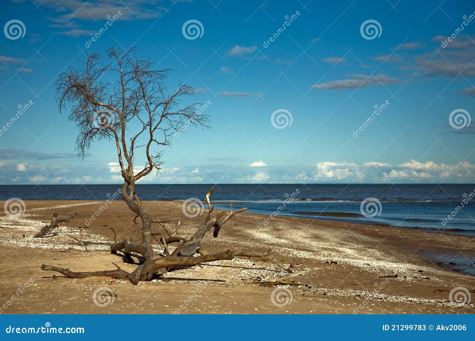 Seashore with tree stock image. Image of nature, plant - 21299783