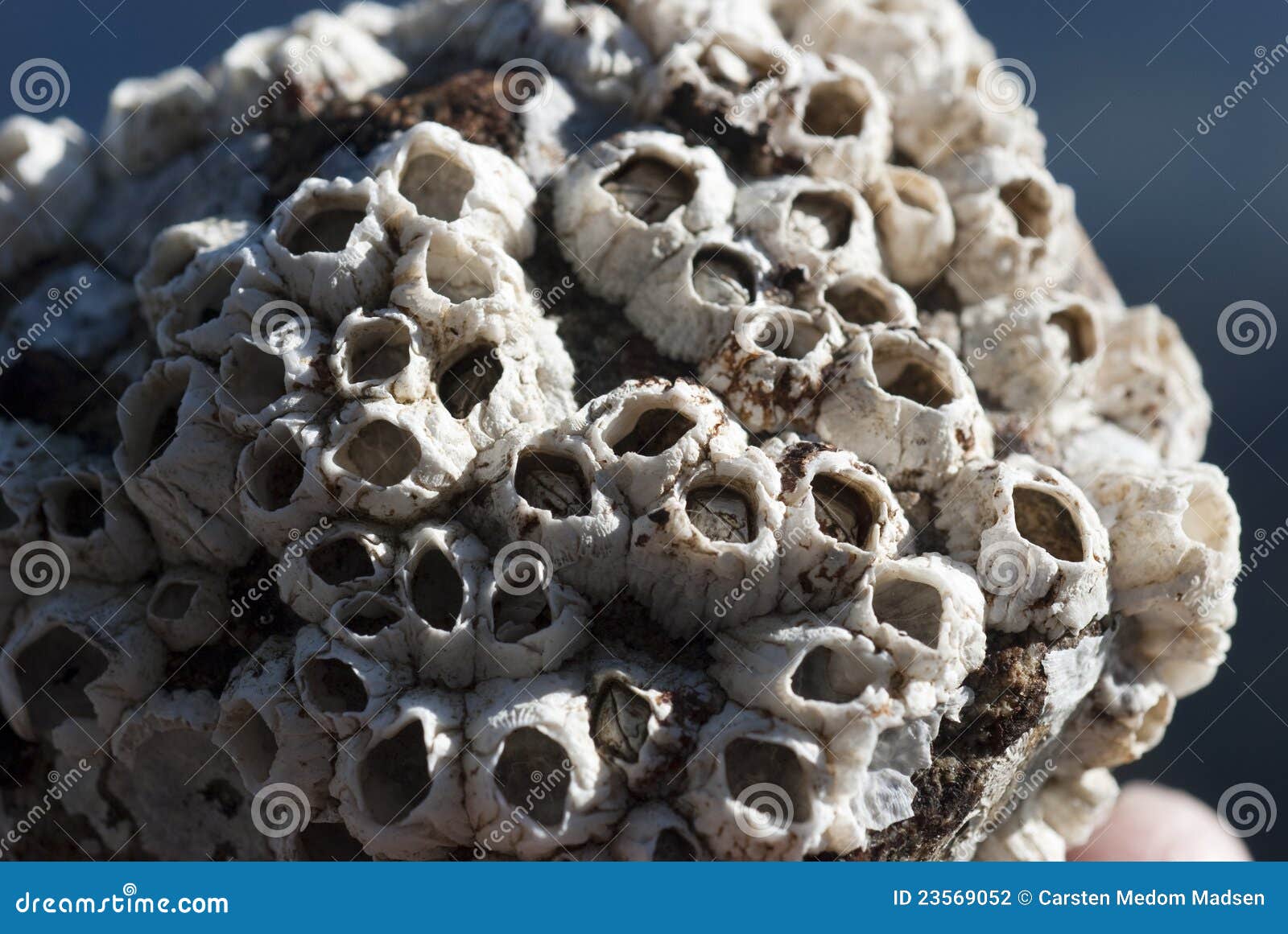 Seaside barnacles stock photo. Image of barnacle, tide - 23569052