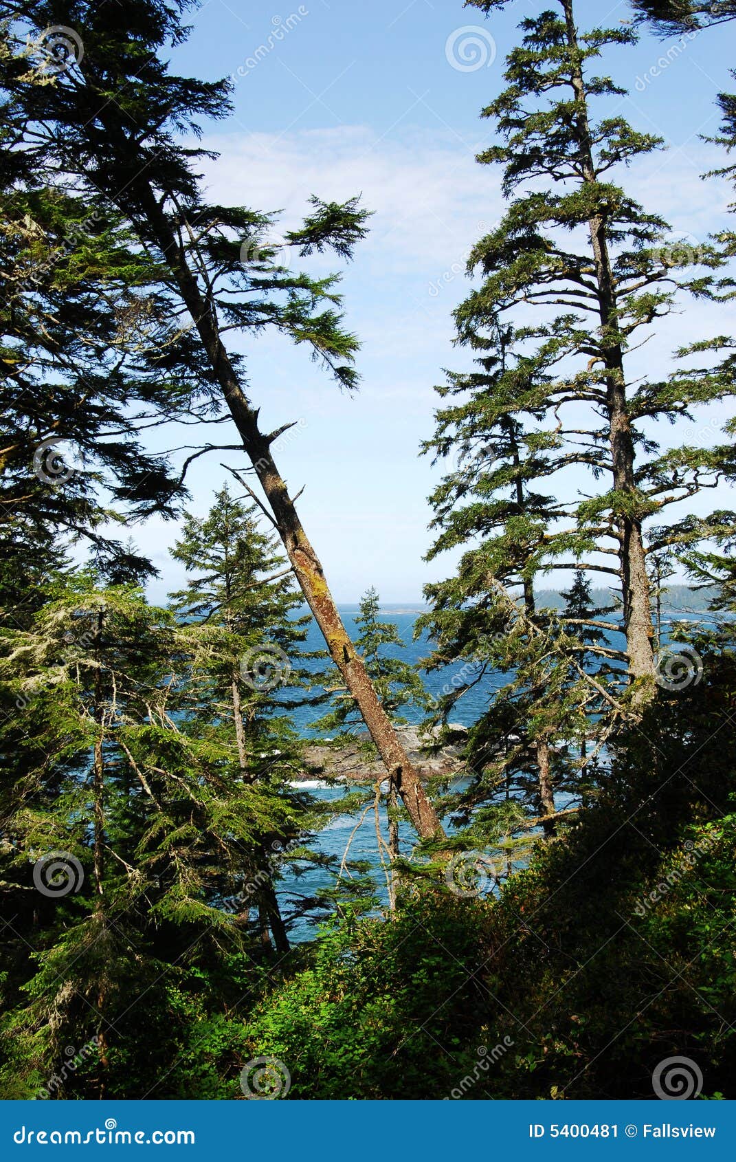 Seaside cedar forest stock image. Image of vancouver, british - 5400481
