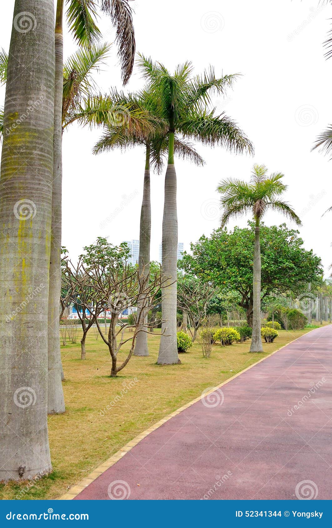The seaside coconut tree stock photo. Image of grass - 52341344