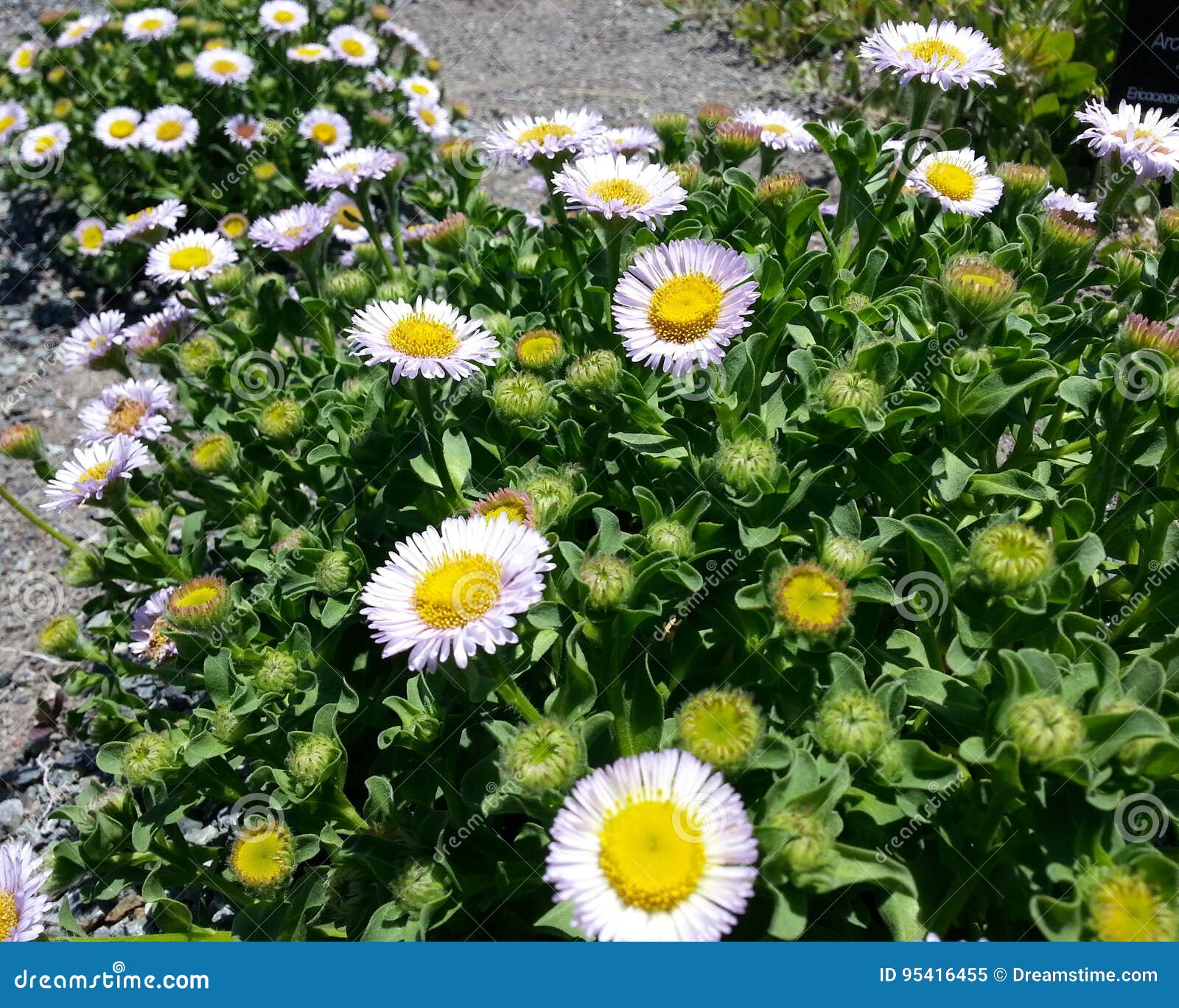 Seaside Daisy stock image. Image of daisy, erigeron, nature - 95416455